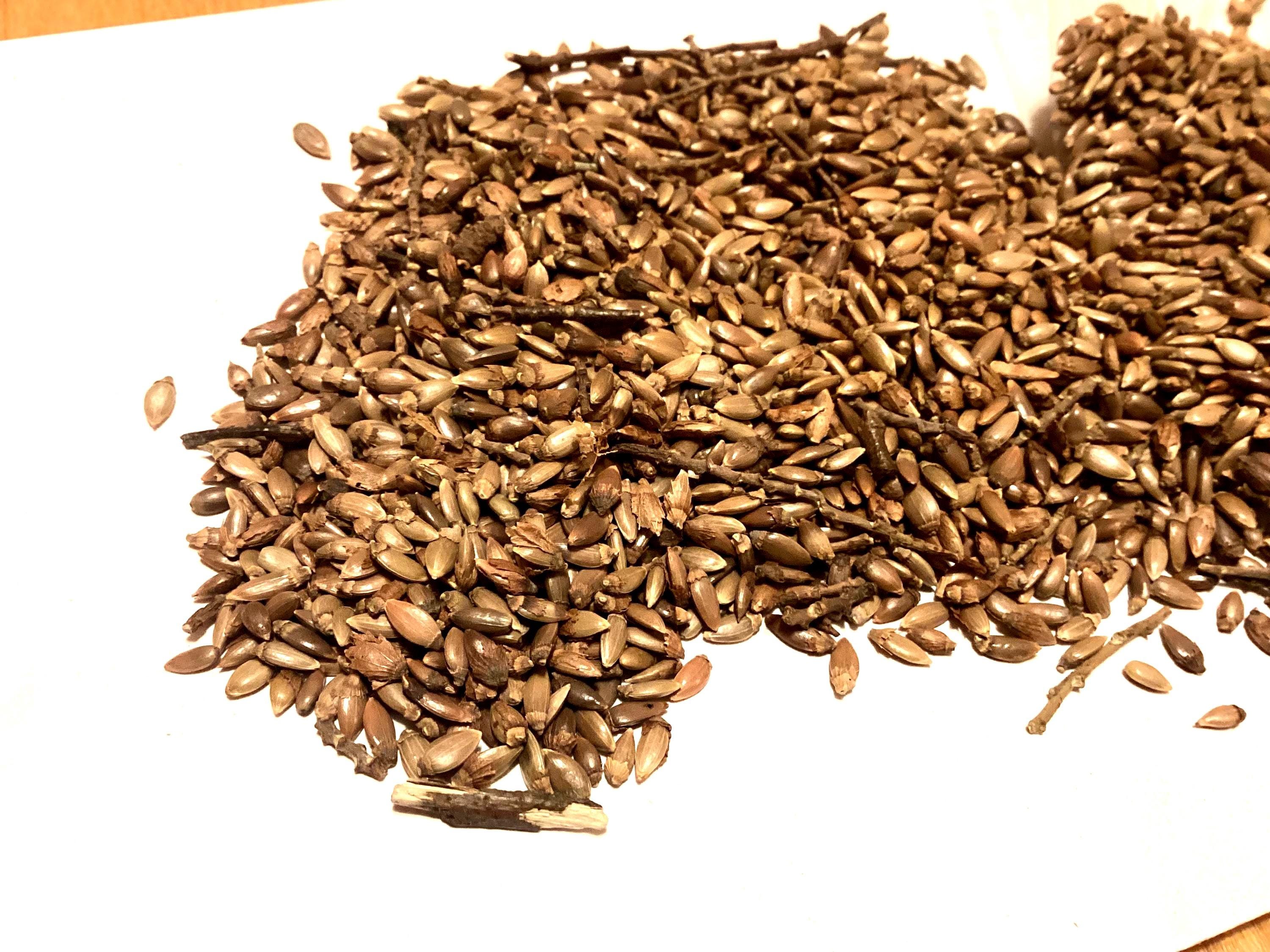 Hop Hornbeam Tree Seeds (OSTRYA VIRGINIANA) (Eastern Hop) | TreeSeedMan ...