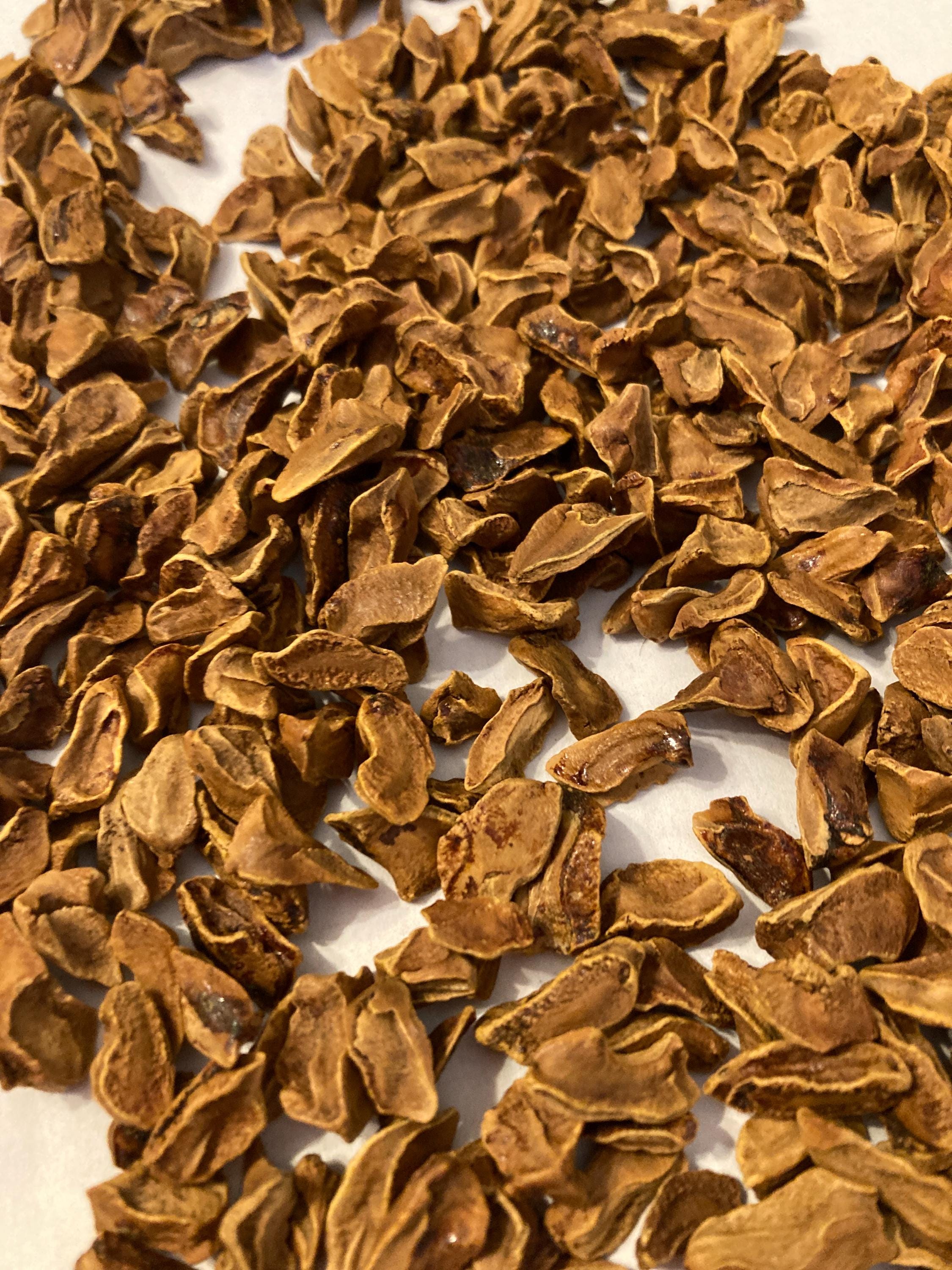 Bald Cypress Tree Seeds (TAXODIUM DISTICHUM) (Southern Sourced ...