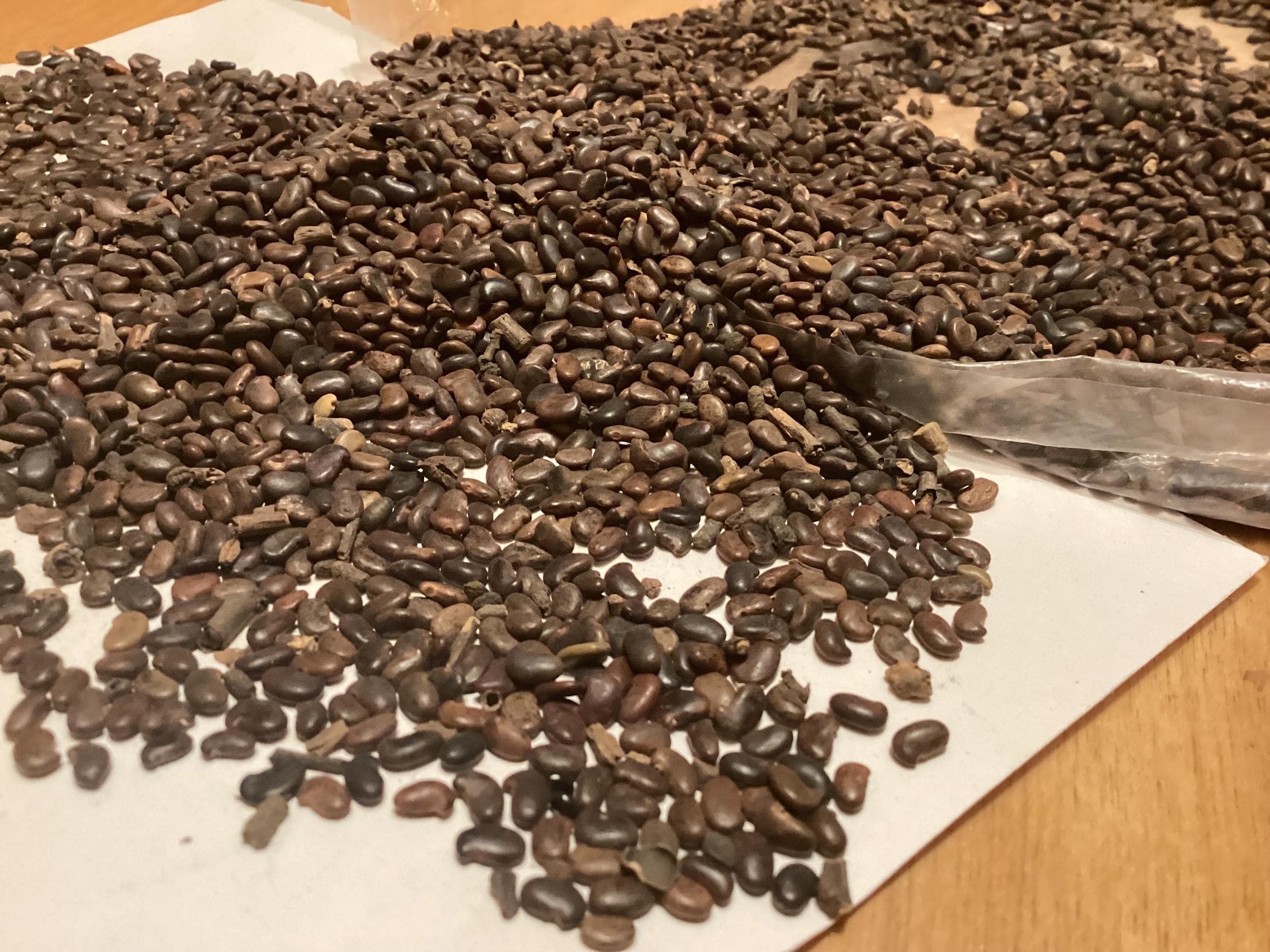 Black Locust Tree Seeds (ROBINIA PSEUDOACACIA) (Yellow Locust ...