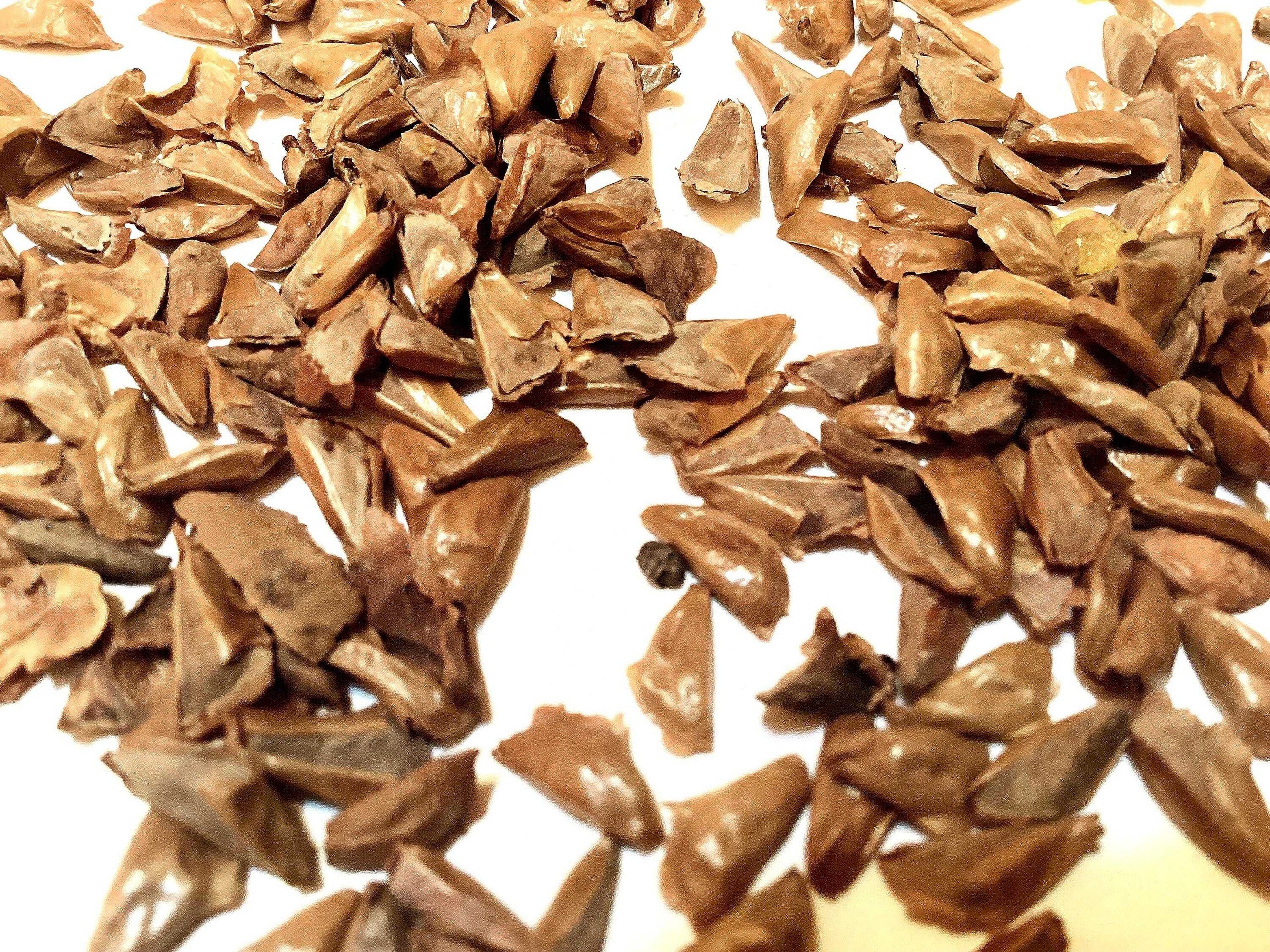 Grand Fir Tree Seeds (ABIES GRANDIS) (Giant Fir) | TreeSeedMan.Com TREE ...