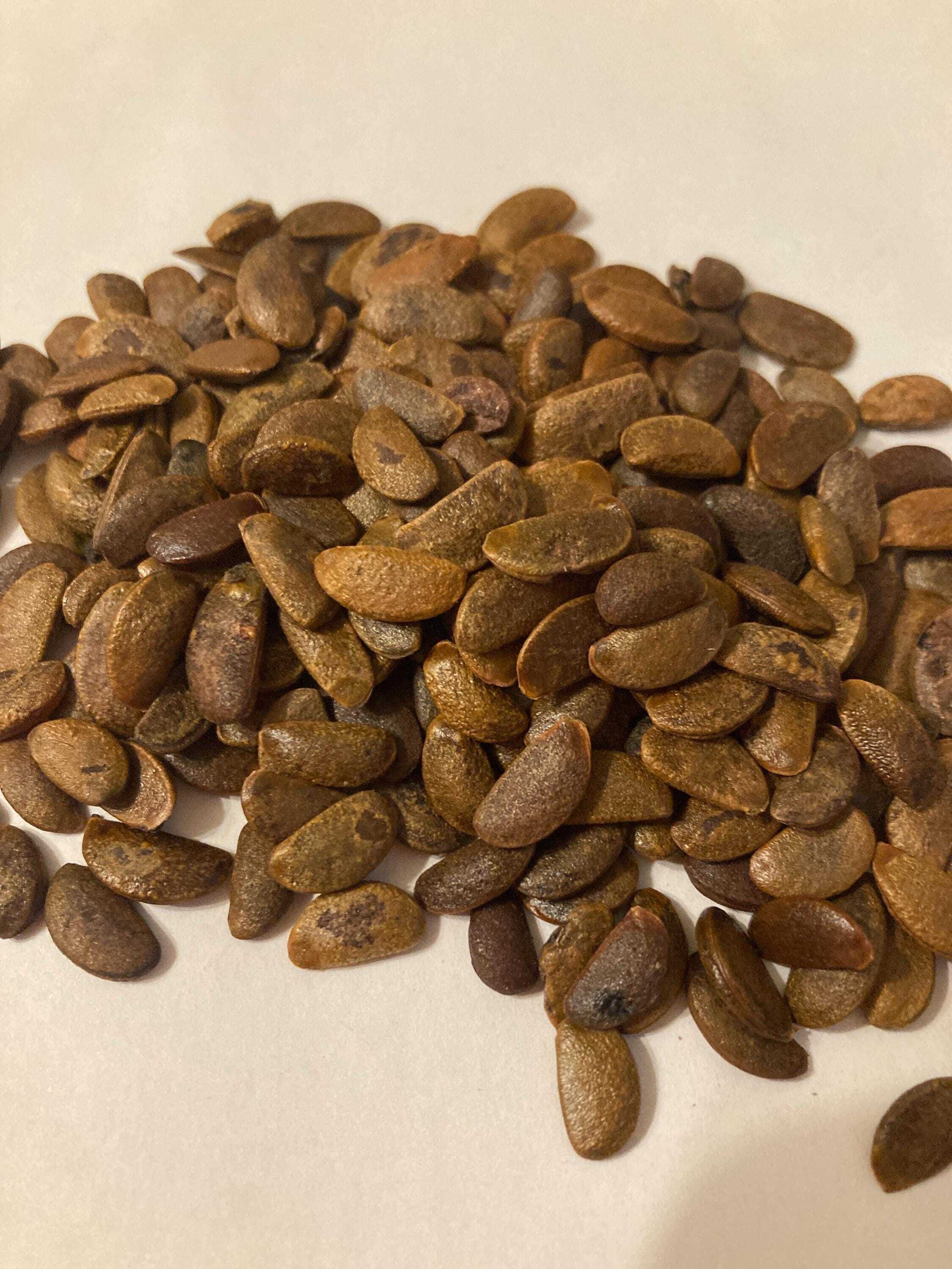 Lilac Persimmon Tree Seeds (DIOSPYROS LOTUS) (Date Plum, Caucasian ...