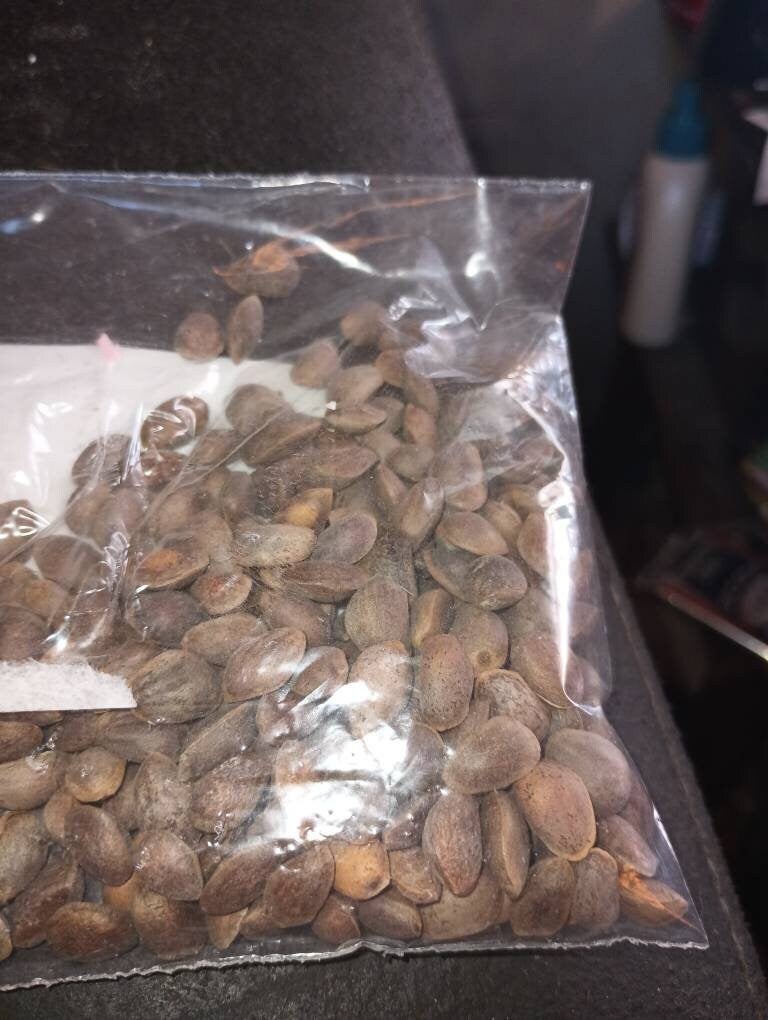 Southwestern White Pine Tree Seeds (PINUS STROBIFORMUS) | TreeSeedMan ...