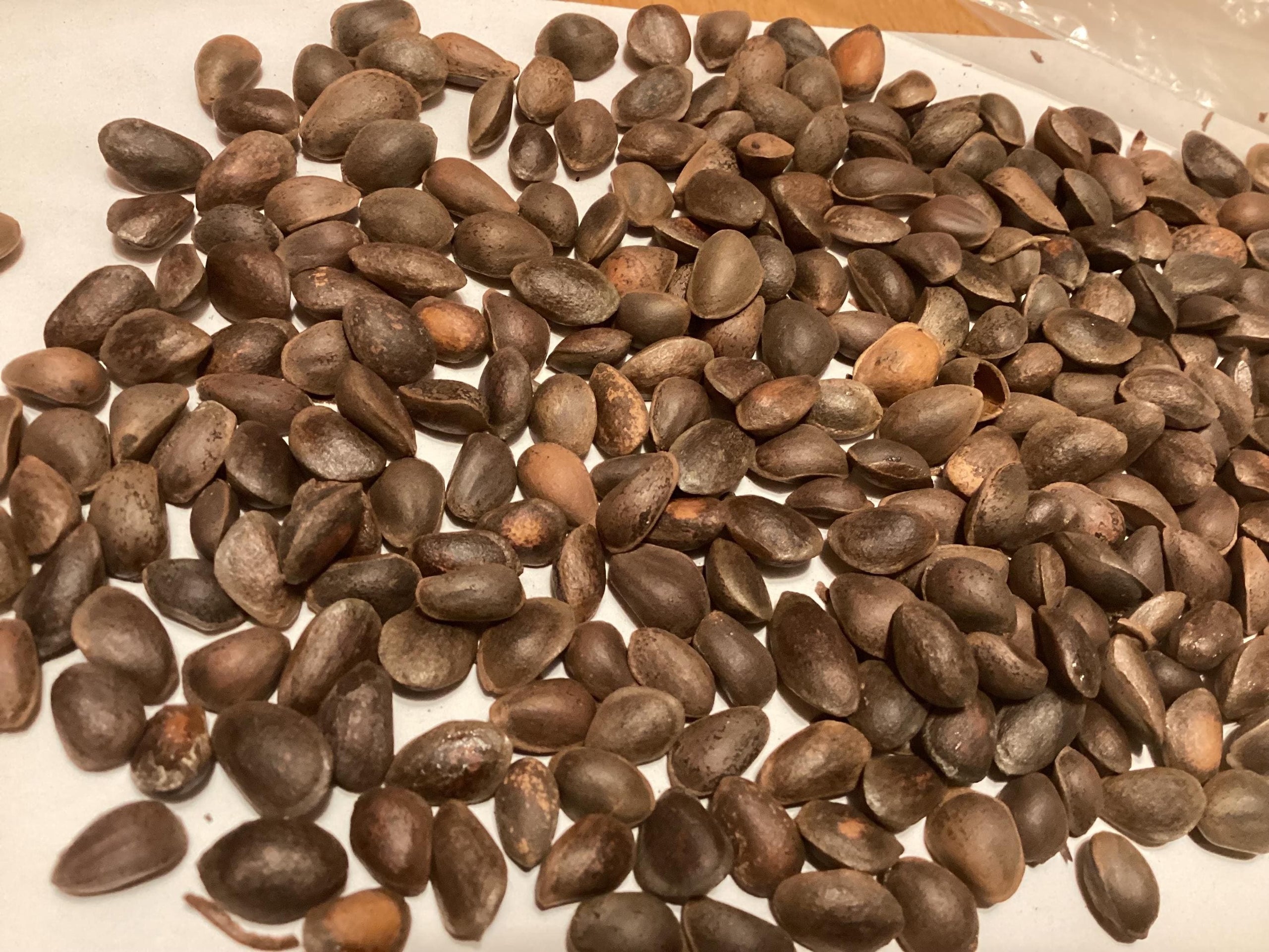 Southwestern White Pine Tree Seeds (PINUS STROBIFORMIS) (Border Pine ...