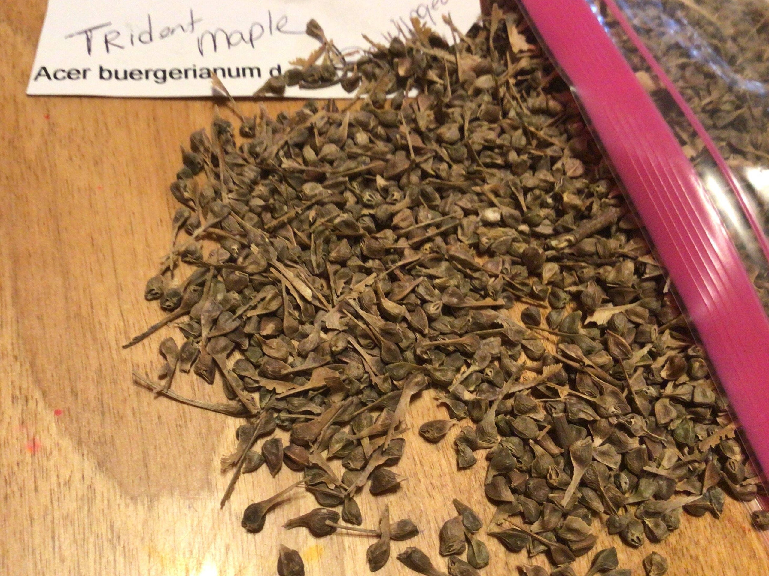 Trident Maple Tree Seeds (ACER BUERGERIANUM) (Dewinged) (Three-Toothed ...