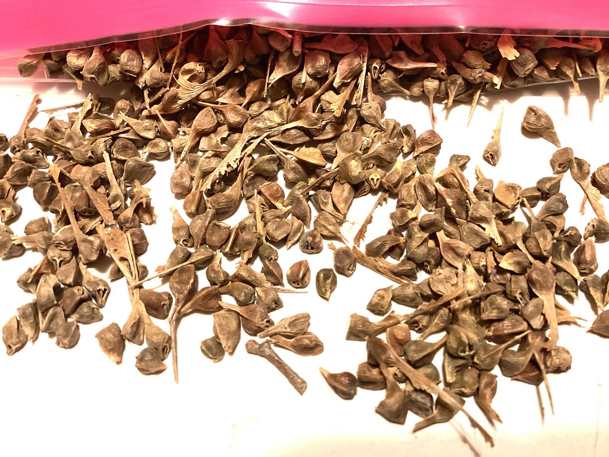 Trident Maple Tree Seeds (ACER BUERGERIANUM) (Three-toothed Maple ...