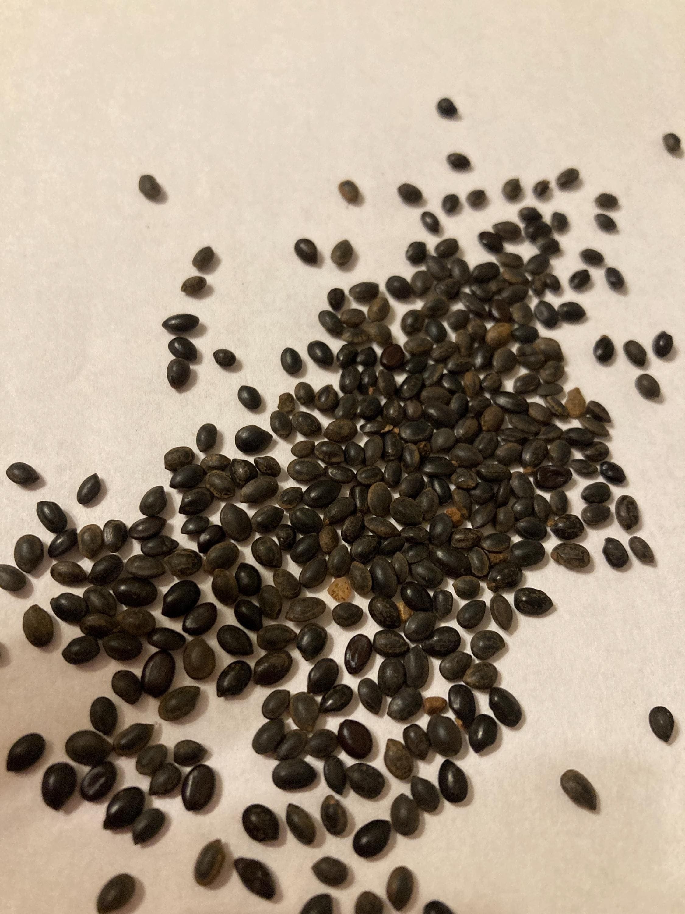 Black Wattle Tree Seeds (ACACIA DECURRENS Mollis) | TreeSeedMan.Com ...