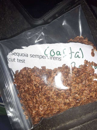 TREE & SHRUB SEEDS | TreeSeedMan.Com TREE, SHRUB & FLOWER SEEDS ...