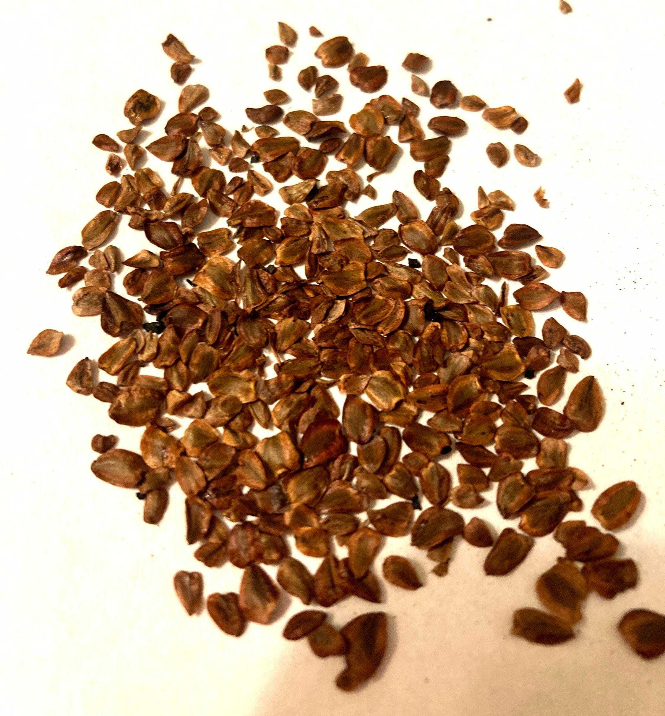 Coast Redwood Tree Seeds (SEQUOIA SEMPERVIRENS) (Redwood)(California ...