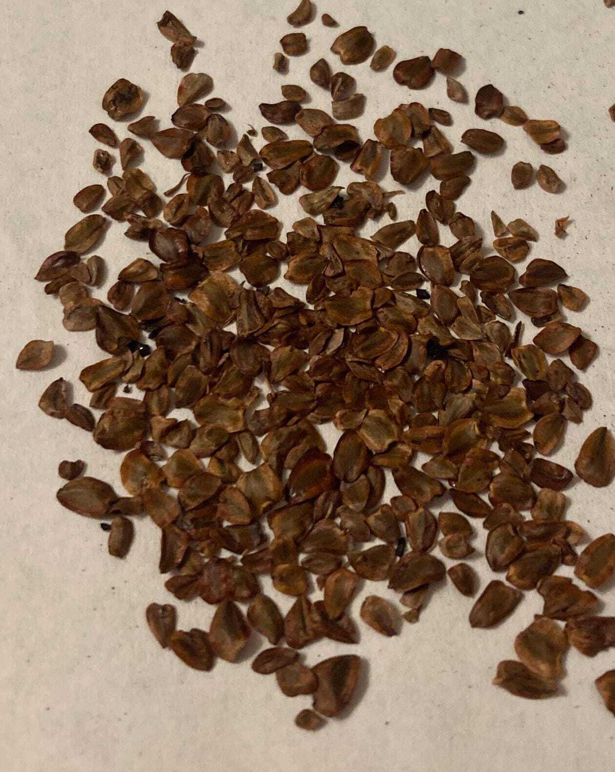 Coastal Redwood Tree Seeds (SEQUOIA SEMPERVIRENS) (2024 New Supply ...