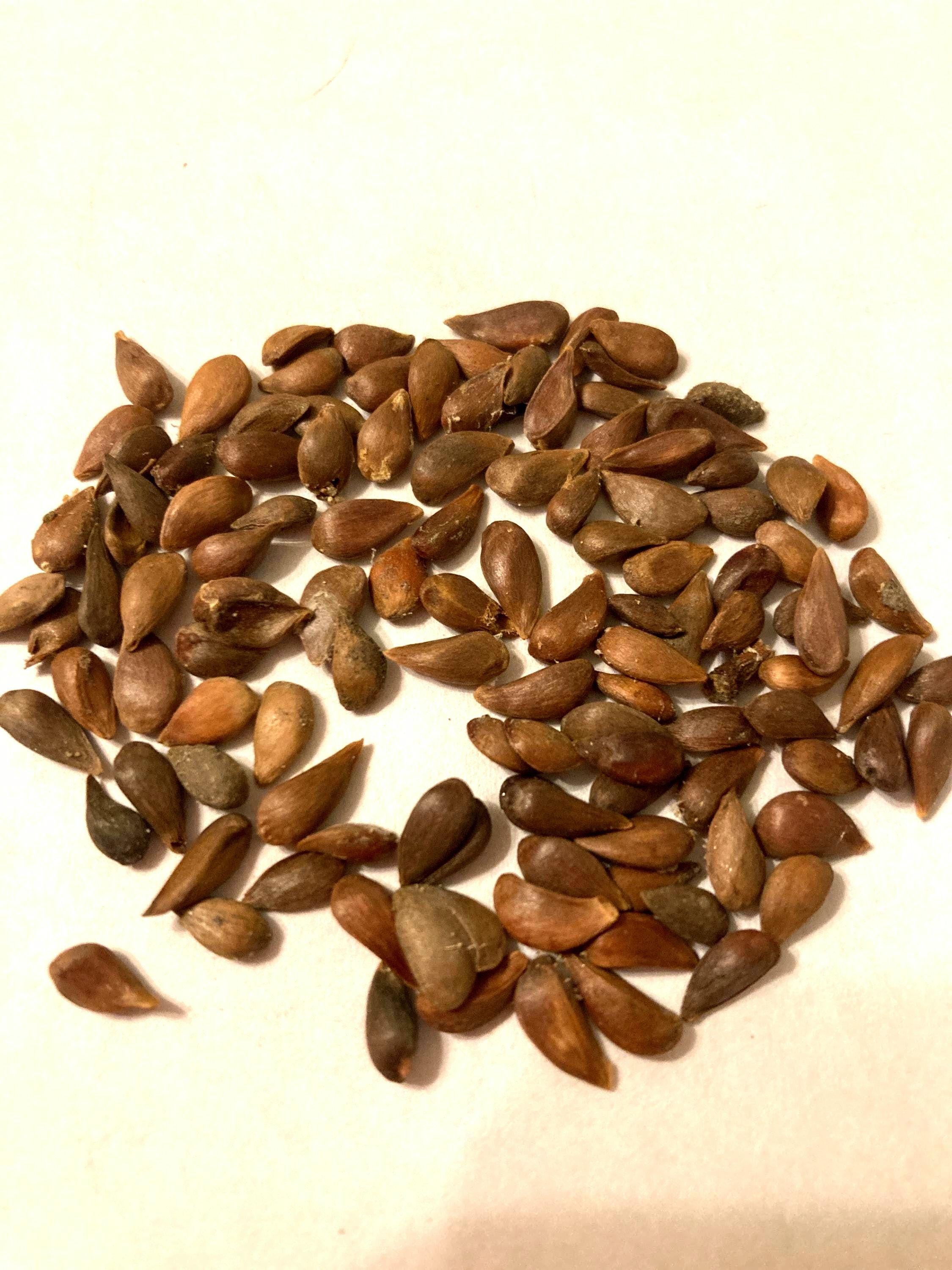 Himalayan Crabapple Tree Seeds (MALUS BACCATA var. Himalaica ...