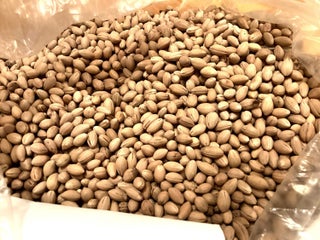 TREE & SHRUB SEEDS | TreeSeedMan.Com TREE, SHRUB & FLOWER SEEDS ...