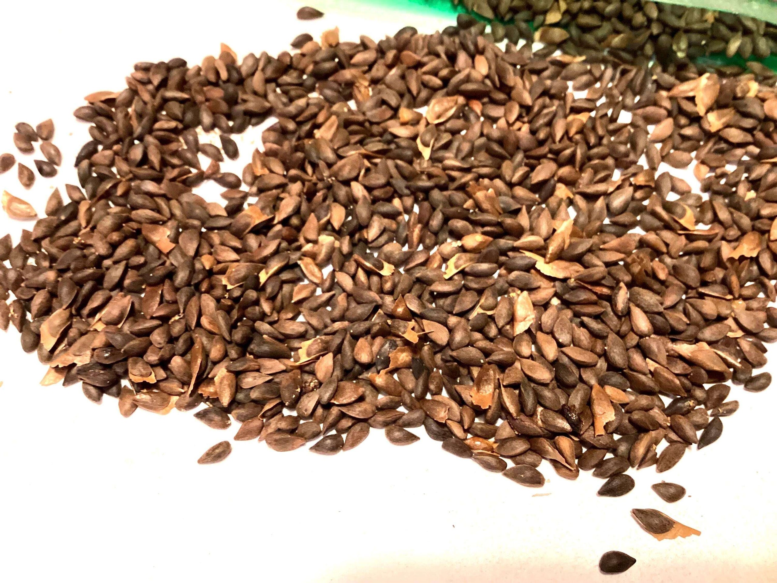 Norway Spruce Tree Seeds (PICEA ABIES) (New 2025 Supply) | TreeSeedMan ...