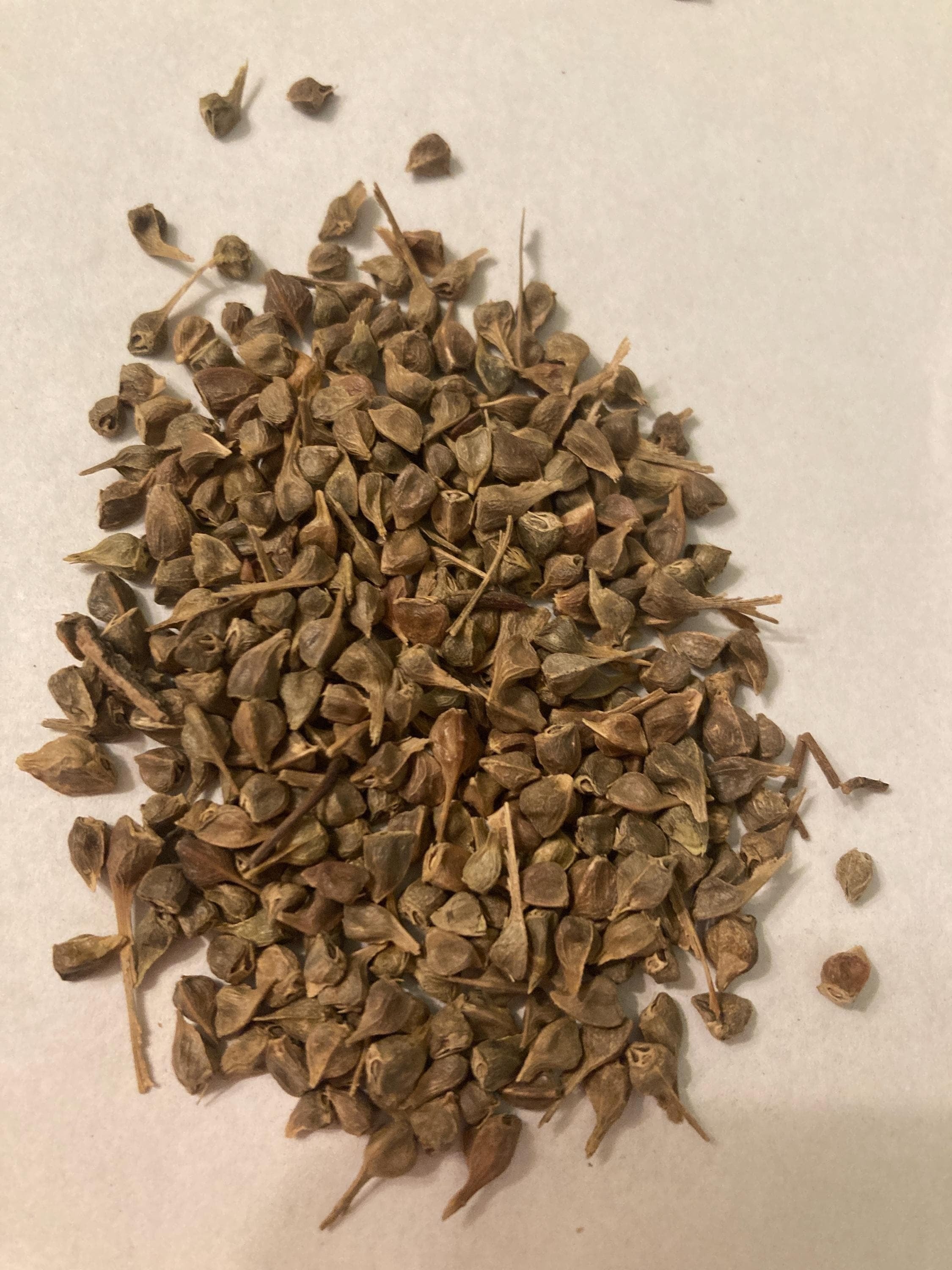 Three-Toothed Maple Tree Seeds (ACER BUERGERIANUM) ( Trident Maple ...