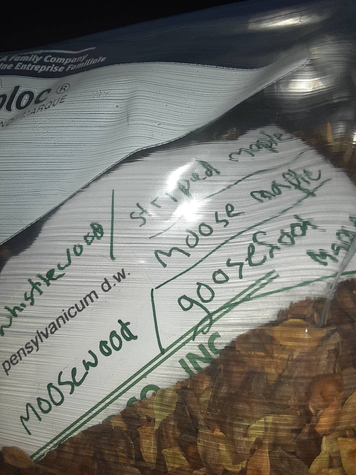 Goosefoot Maple Tree Seeds (ACER PENSYLVANICUM) (Striped Maple ...