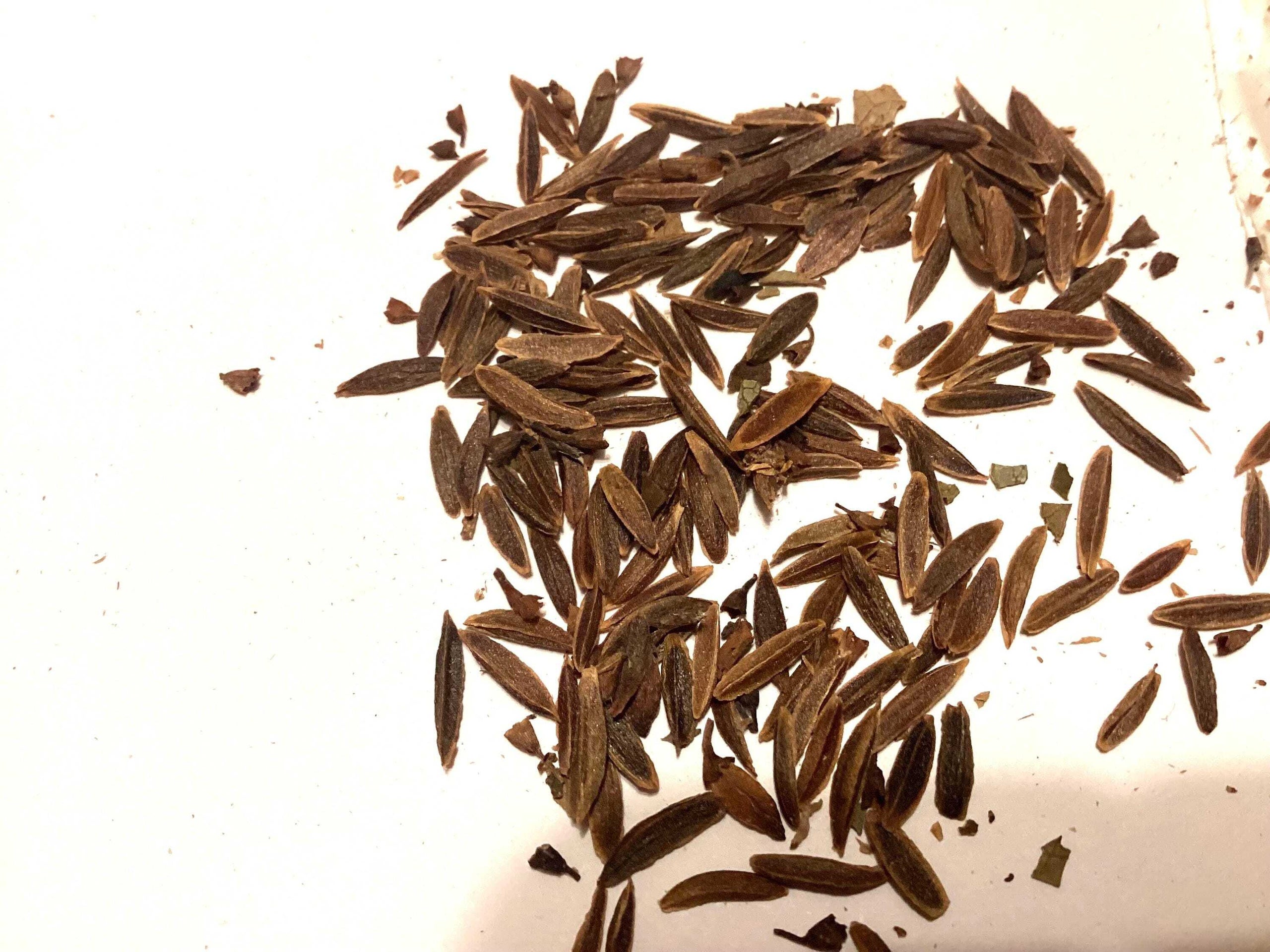 Nodding Lilac Tree Seeds (Syringa Komarowii Reflexa) | TreeSeedMan.Com ...