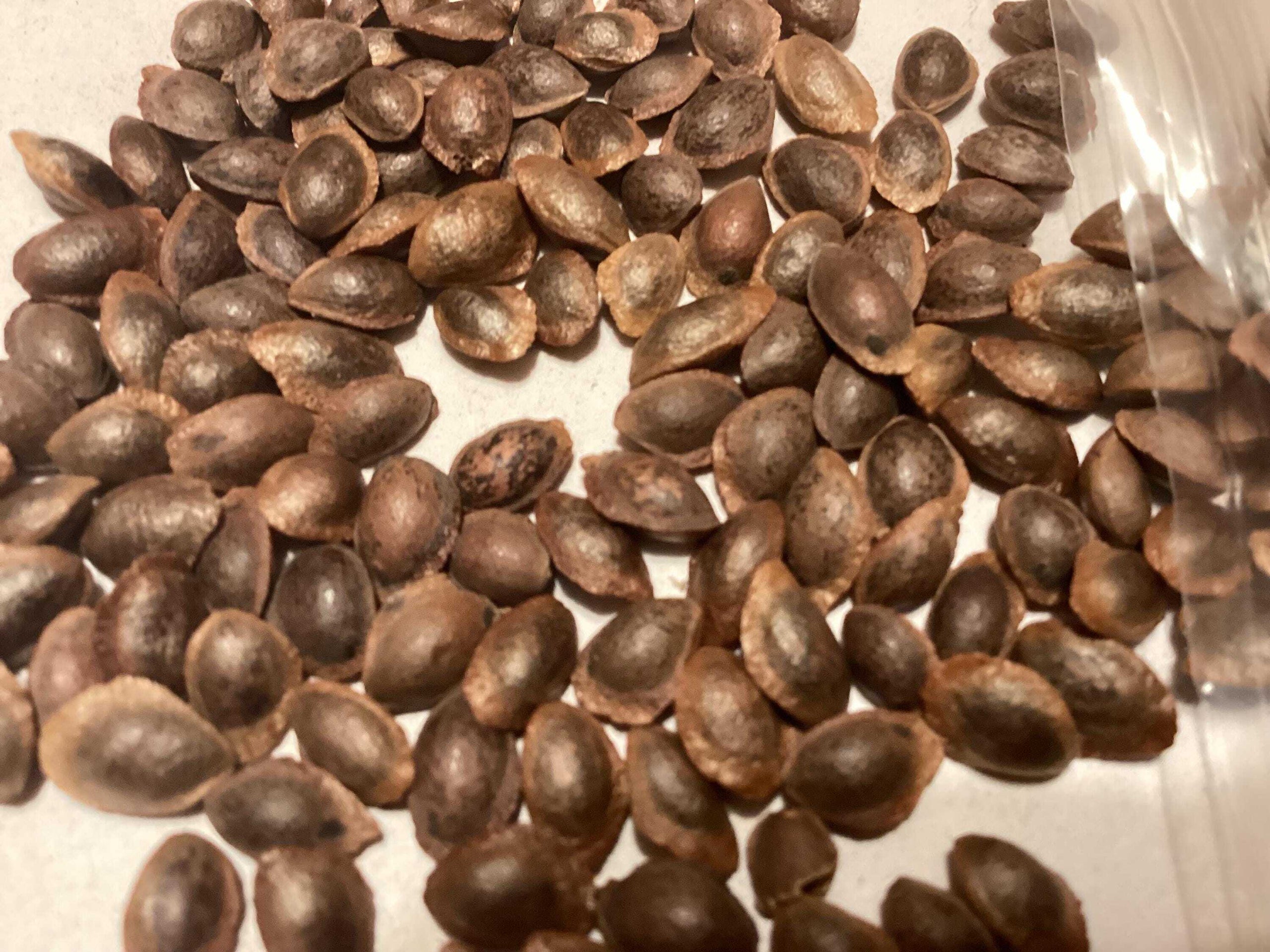 Greek Stone Pine Tree Seeds (PINUS PEUCE) | TreeSeedMan.Com TREE, SHRUB ...