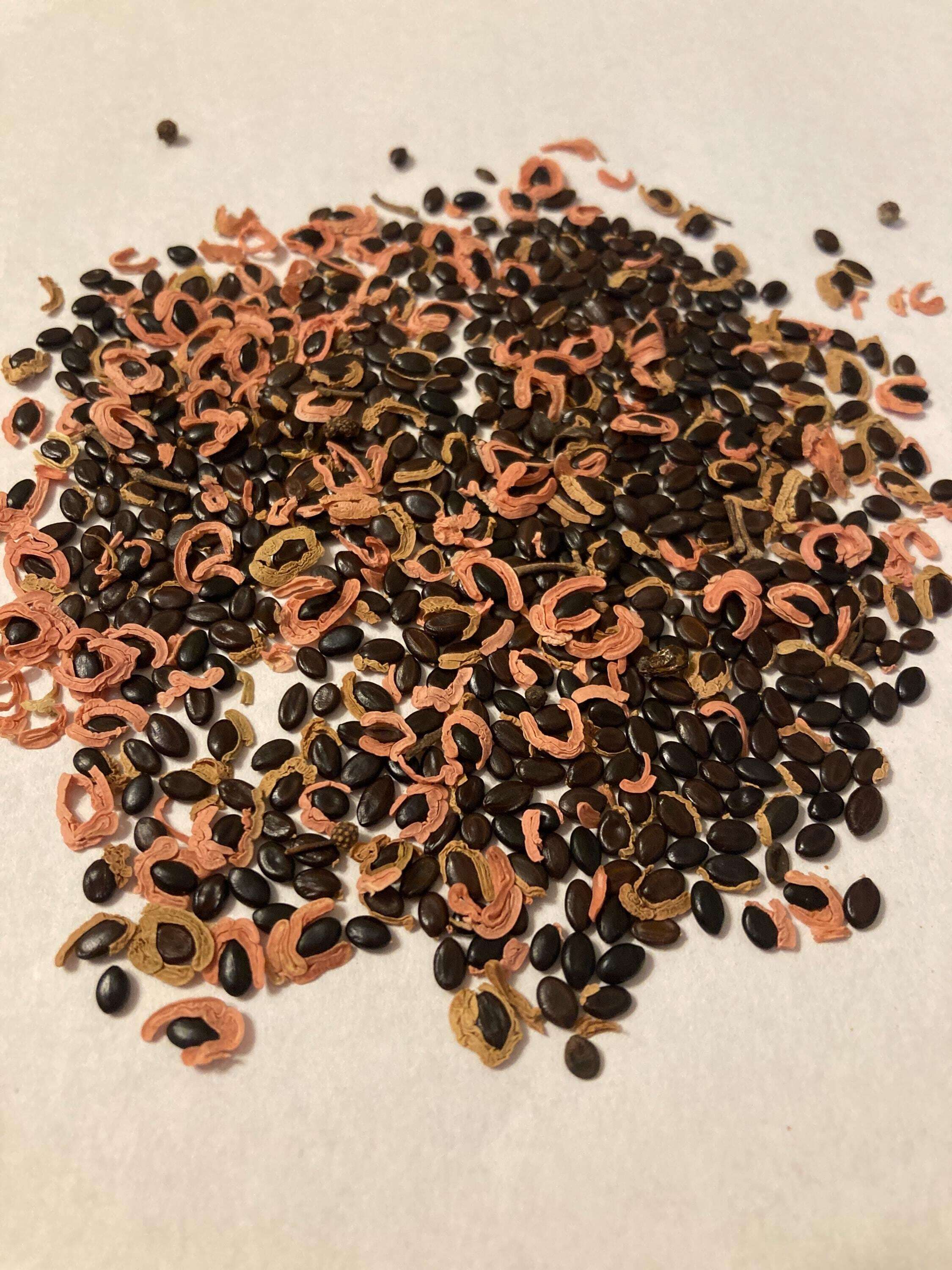 Sally Wattle Tree Seeds (ACACIA MELANOXYLON) (Blackwood Acacia, Black ...