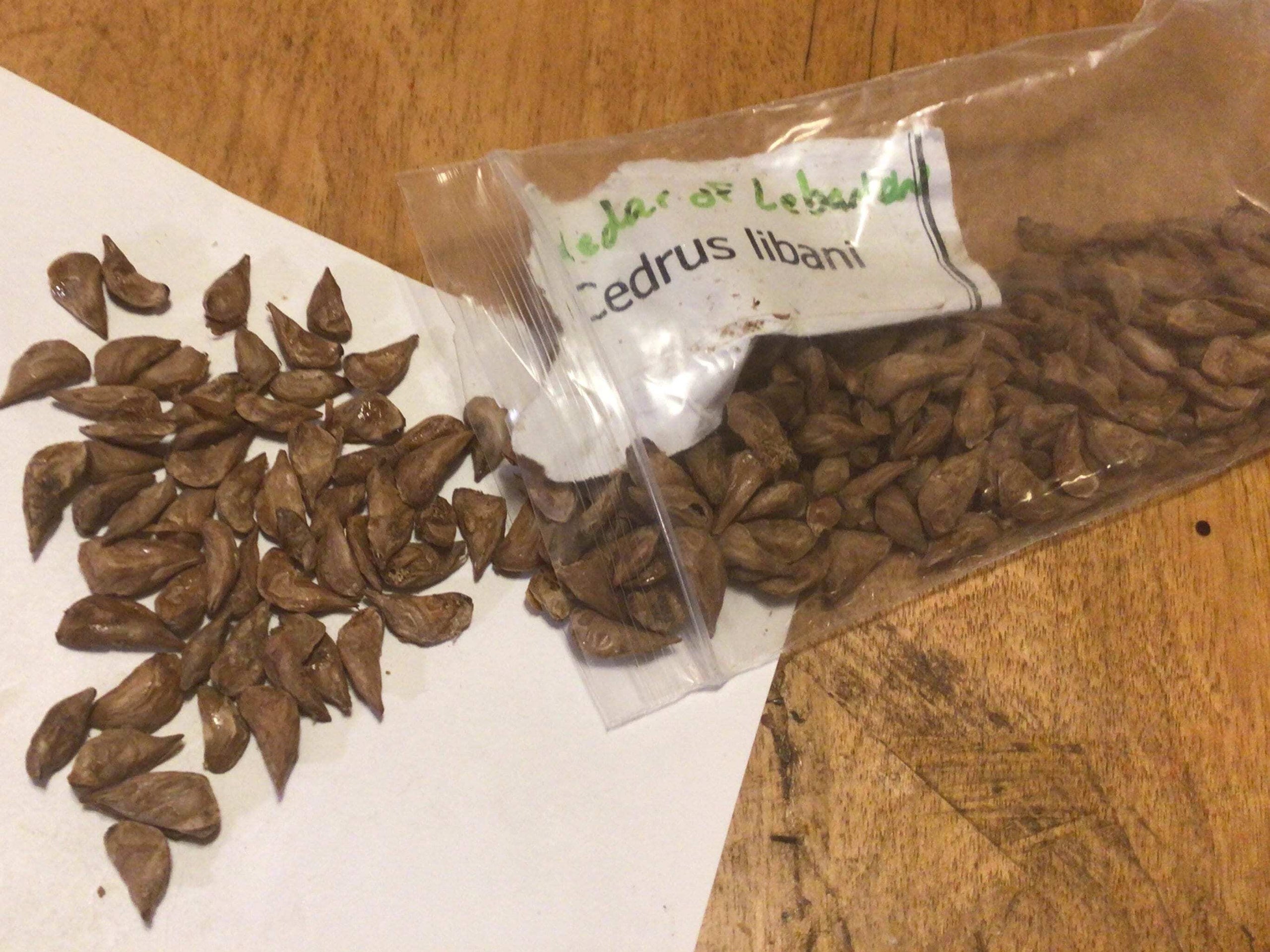 Cedar of Lebanon Tree Seeds (CEDRUS LIBANI) (Lebanese Cedar ...