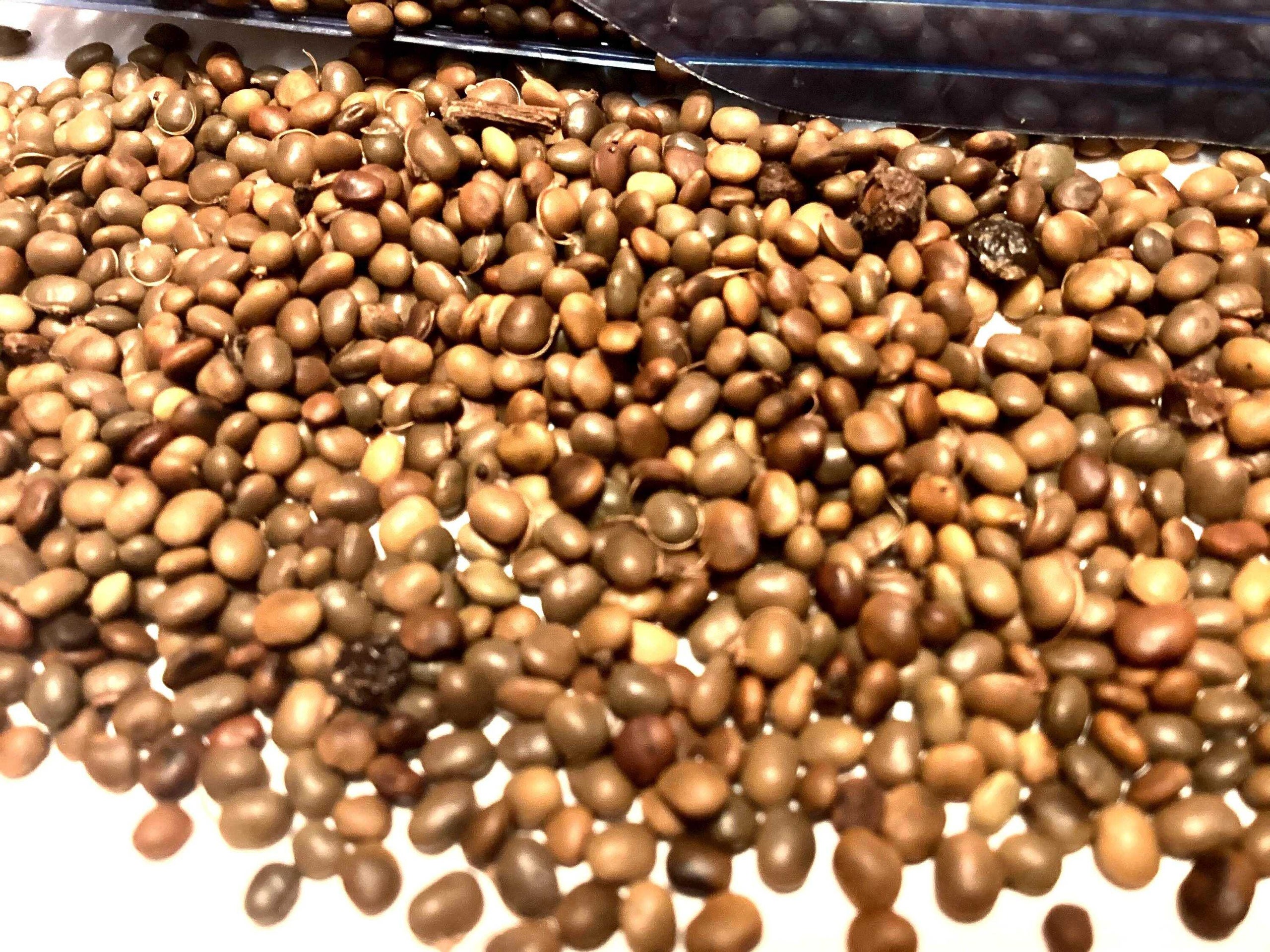 Dwarf Sumac Tree Seeds (RHUS COPALLINA) (Shining Sumac) (Flameleaf ...