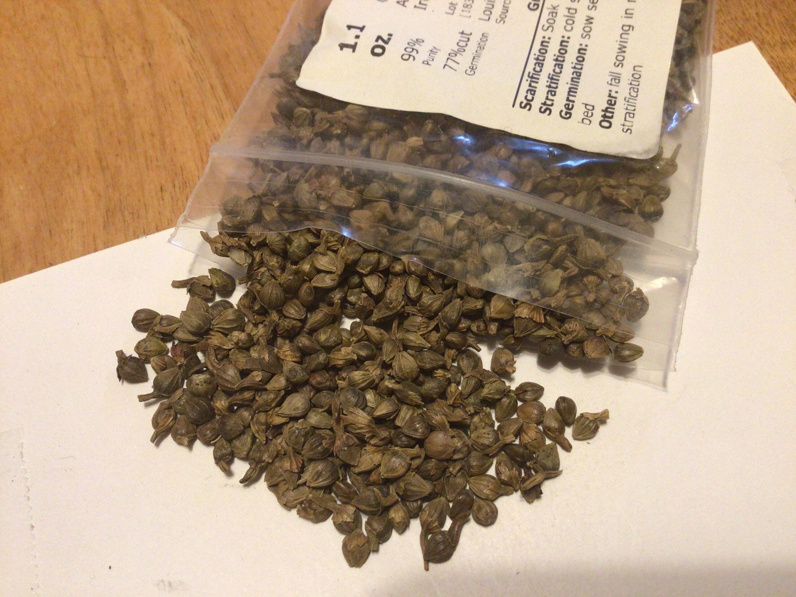 Hornbeam Tree Seeds (CARPINUS CAROLINIANA) (Muscle-Beech) (Water Beech ...