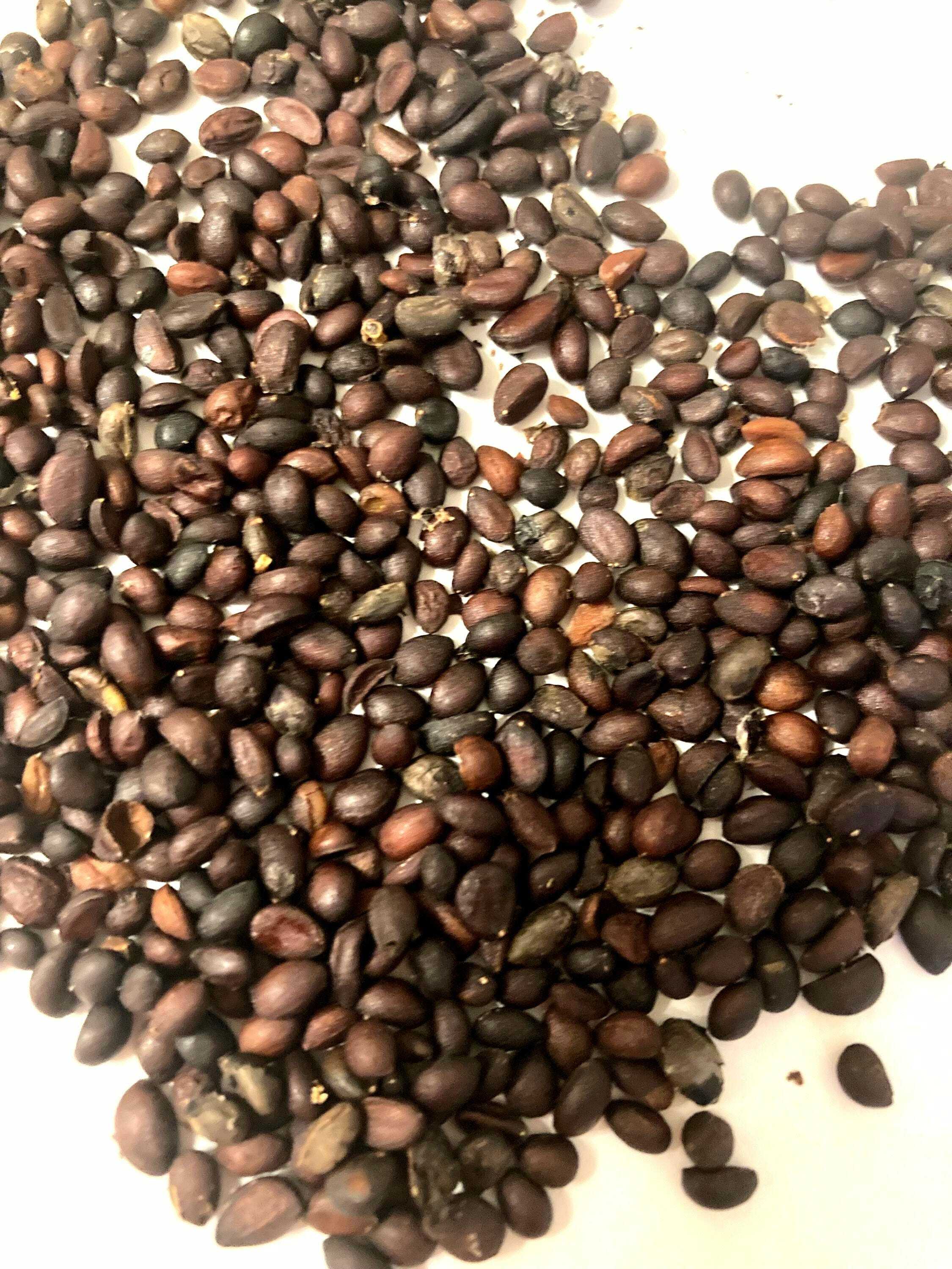 European Privet Shrub Seeds (LIGUSTRUM VULGARE) (Common Privet ...