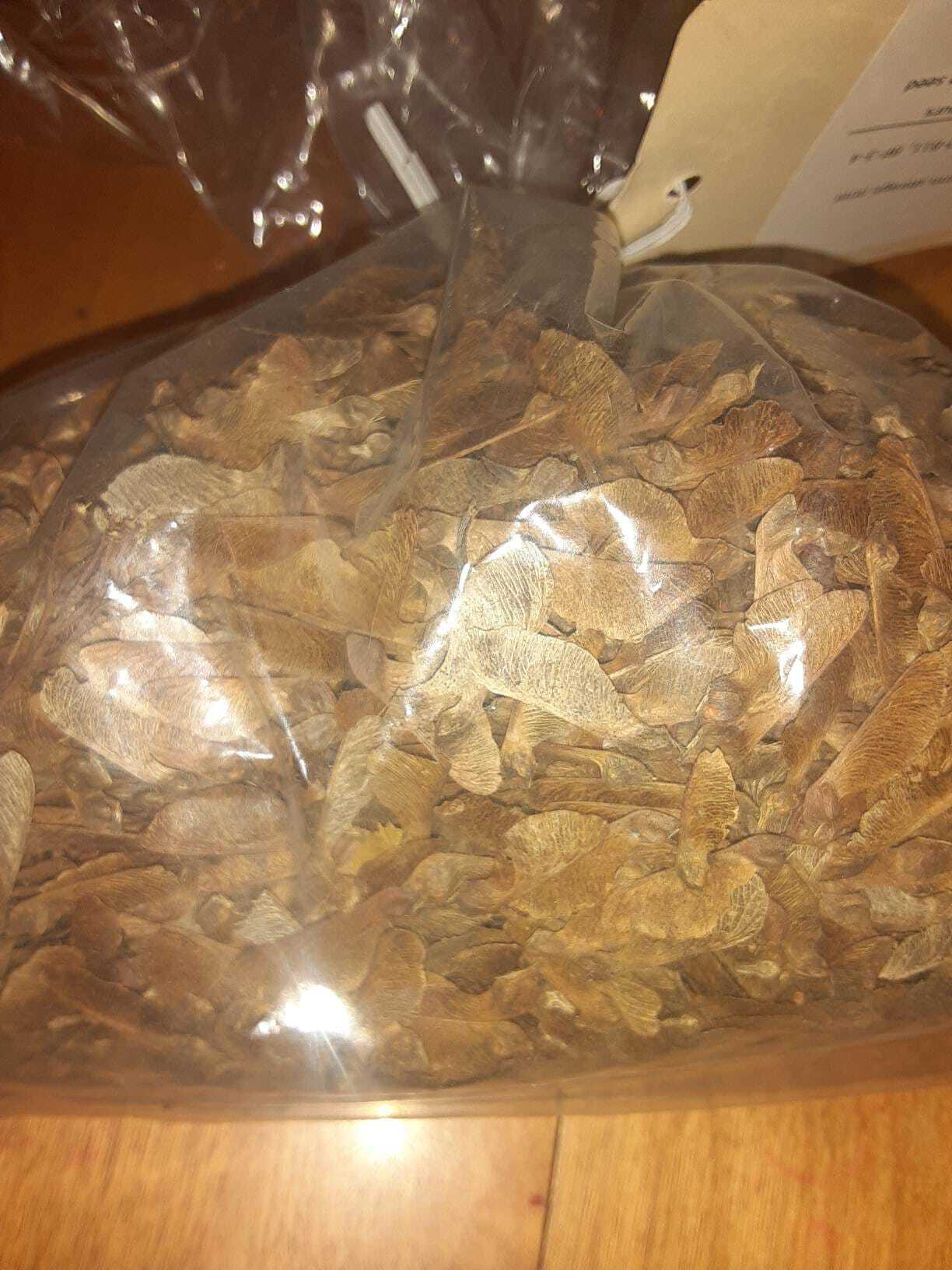 Trident Maple Tree Seeds (ACER BUERGERIANUM) (Wing intact ...