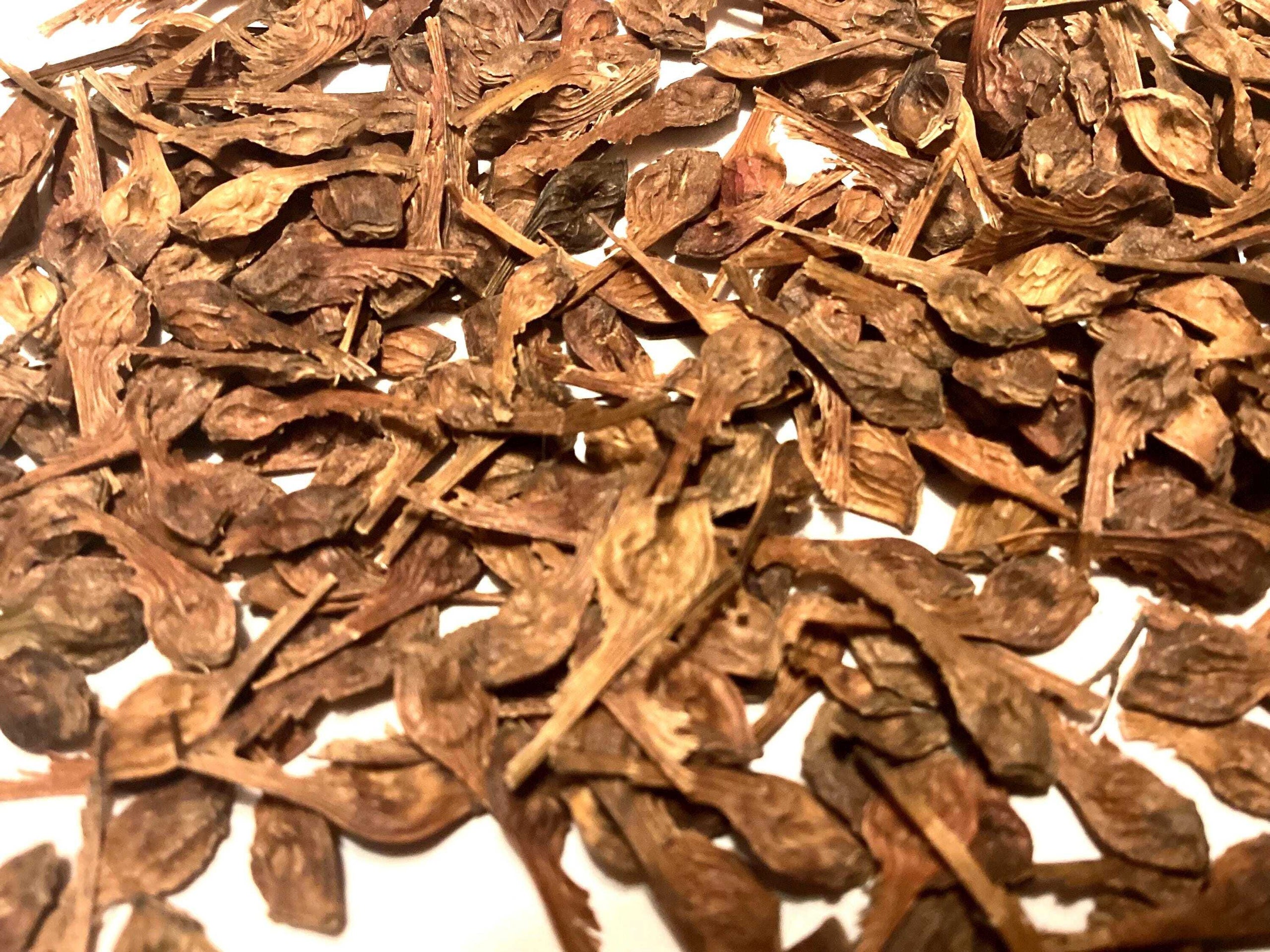 Moosewood Tree Seeds (ACER SPICATUM) (Mountain Maple) | TreeSeedMan.Com ...