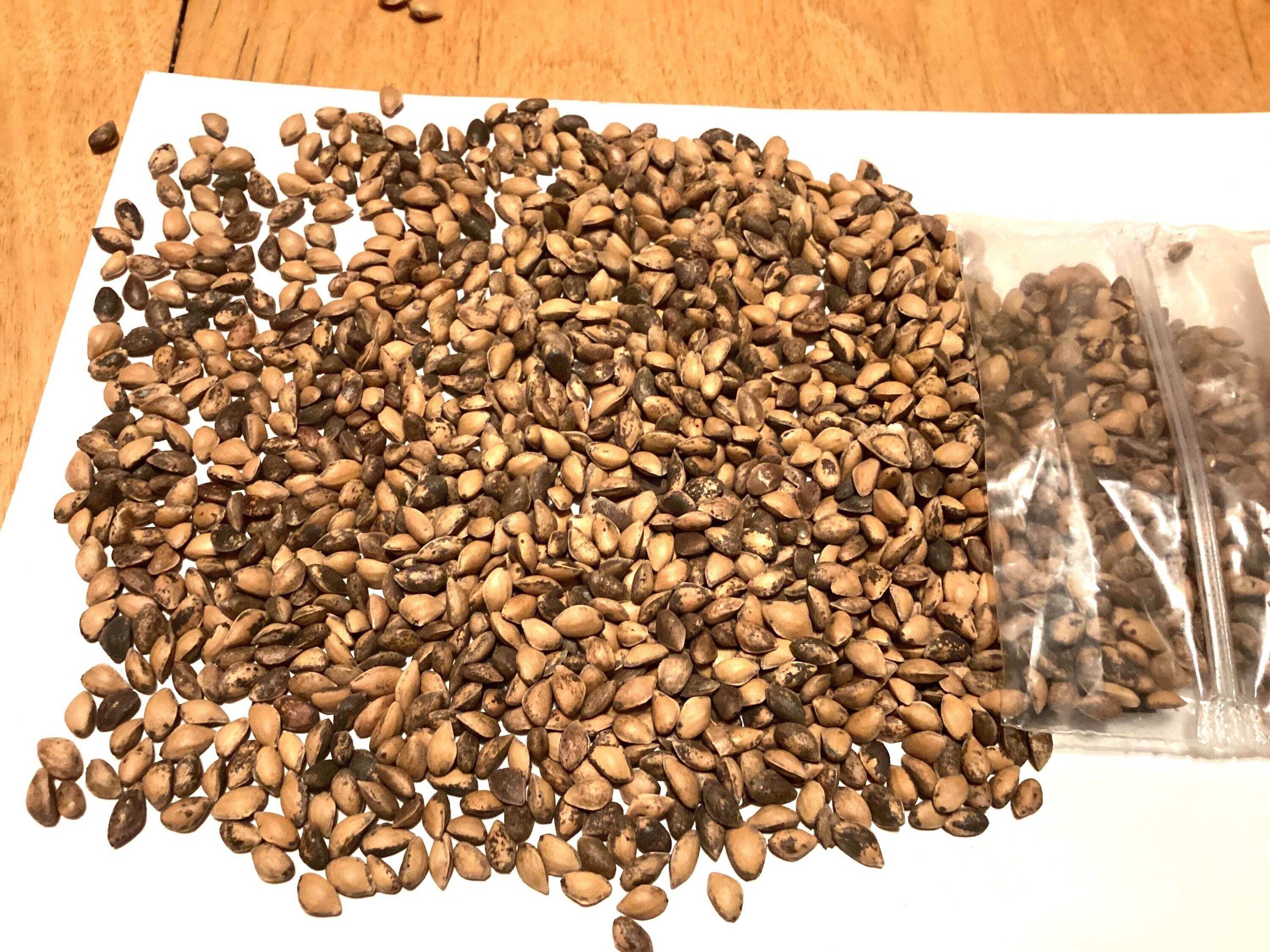 Benguet Pine Tree Seeds (PINUS KESIYA) (Khasi Pine) | TreeSeedMan.Com ...