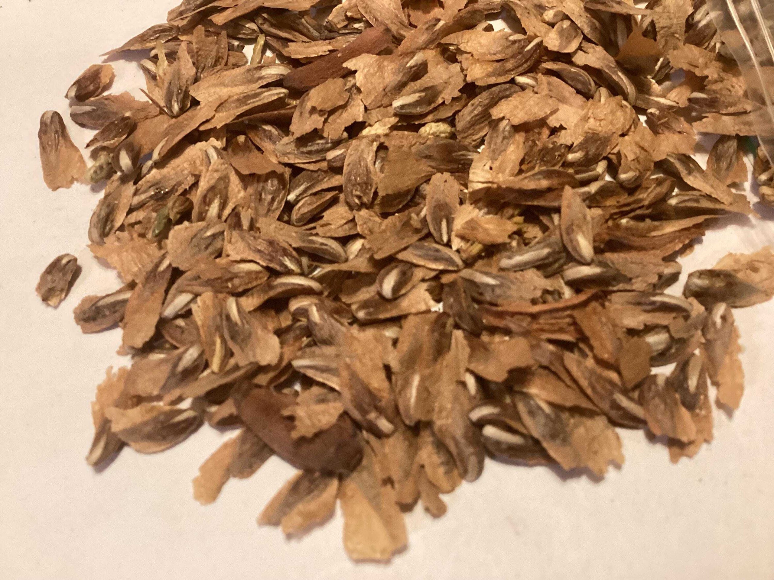 California Incense Cedar Tree Seeds (Calocedrus Decurrens ...