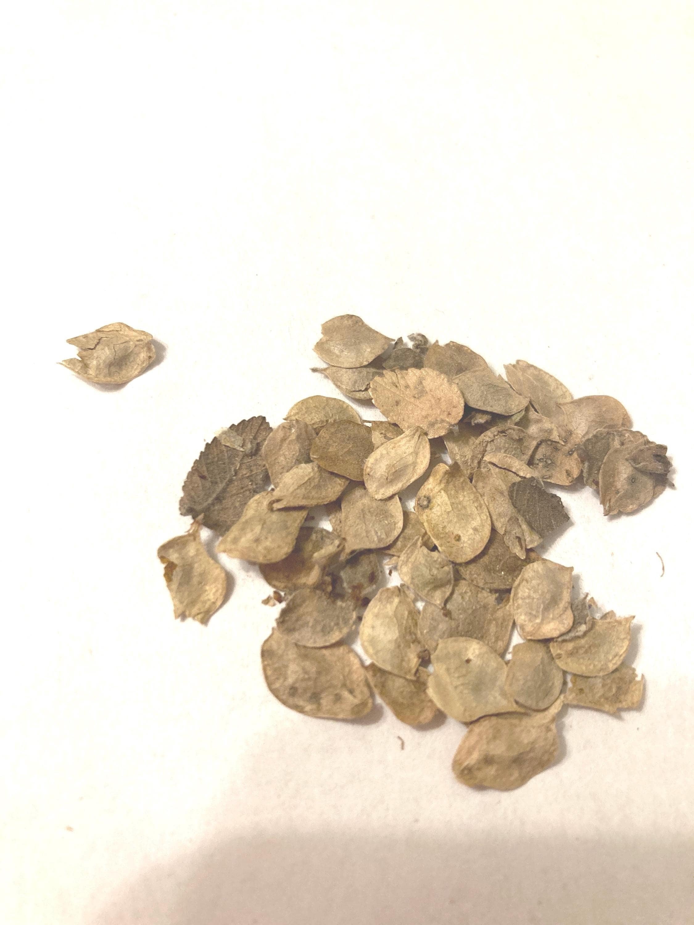 Cedar Elm Tree Seeds (ULMUS CRASSIFOLIA) | TreeSeedMan.Com TREE, SHRUB ...