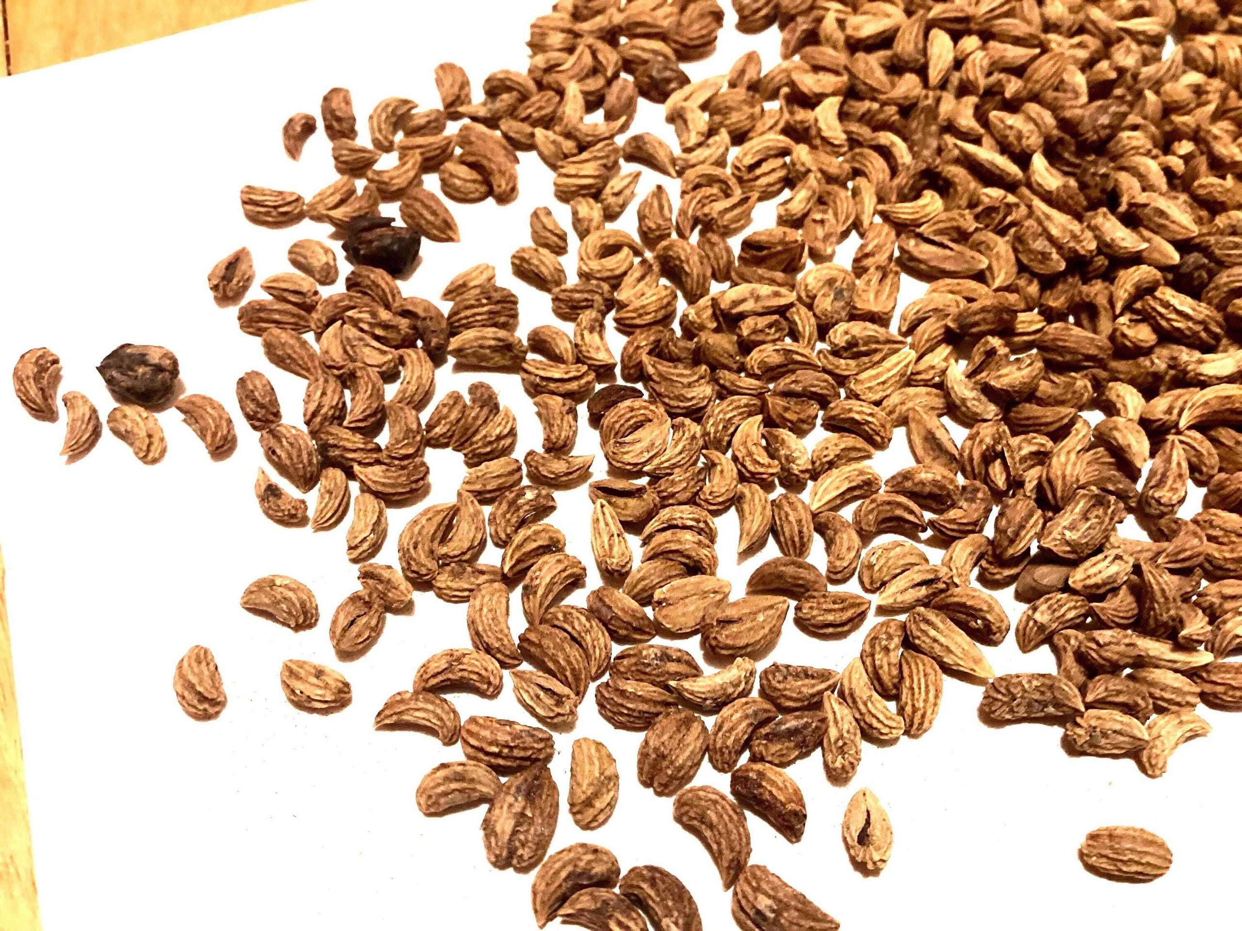 Glossy Privet Shrub Seeds (LIGUSTRUM LUCIDUM) (Tree Privet ...