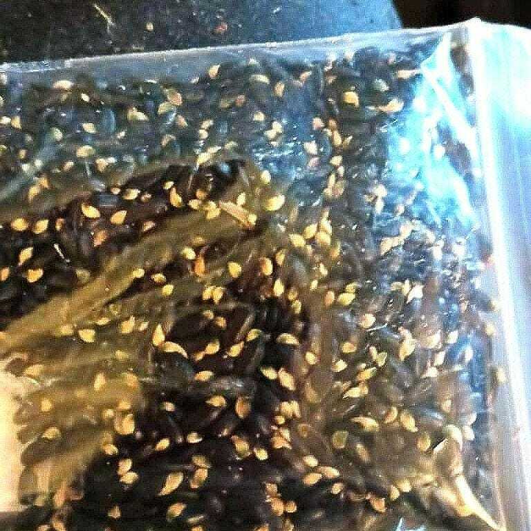Golden Mimosa Tree Seeds (Acacia Baileyana) | TreeSeedMan.Com TREE ...
