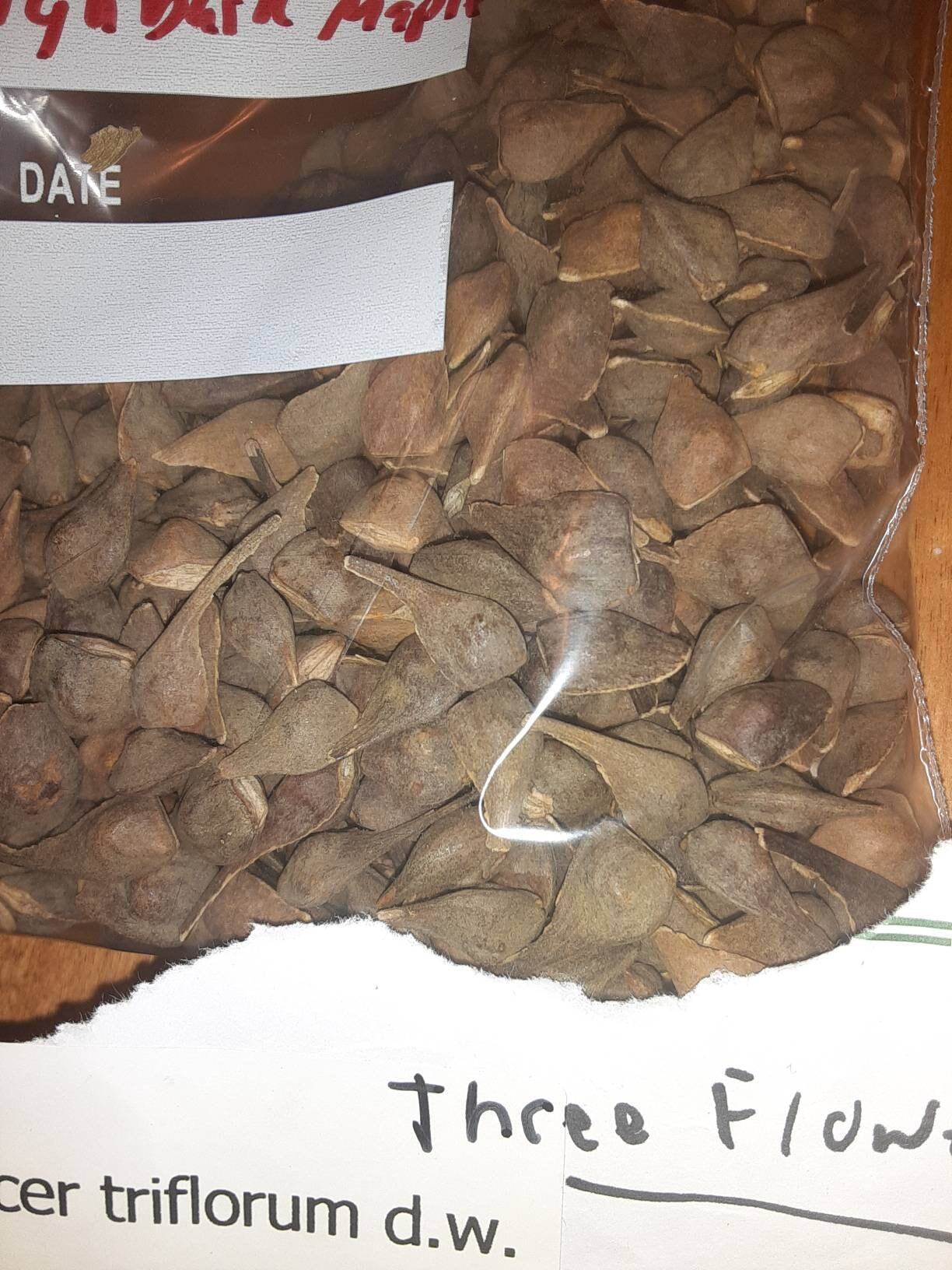 Three Flower Maple Tree Seeds (Acer Triflorum) (Roughbark Maple ...
