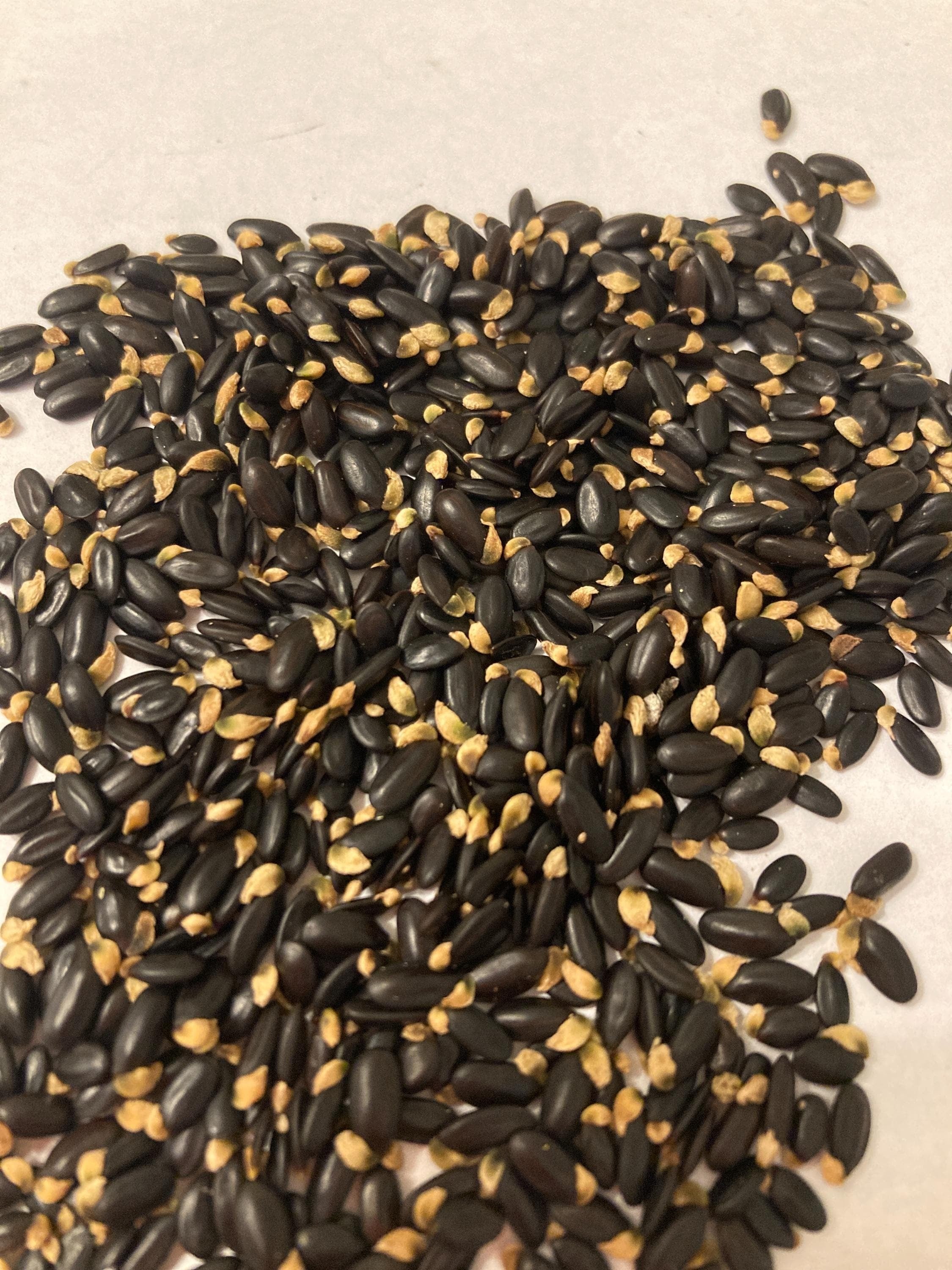 Cootamundra Wattle Tree Seeds (ACACIA BAILEYANA var. PURPUREA) (Golden ...