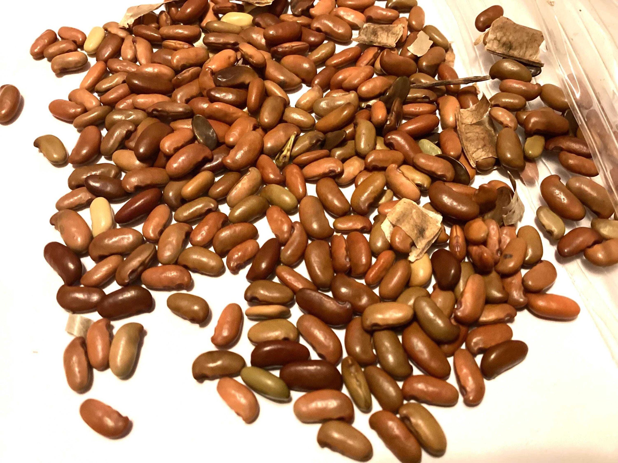 Chinese Yellow Wood Tree Seeds (MAACKIA AMURENSIS) (Amur Maackia ...