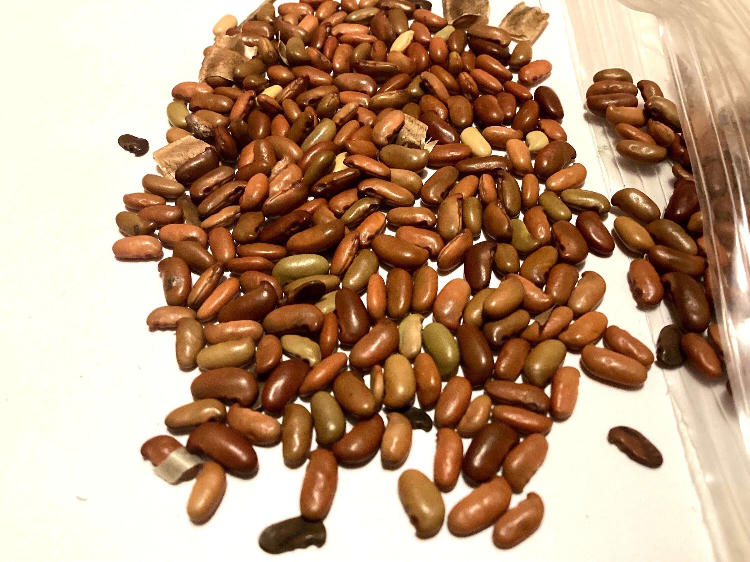 Amur Maackia Tree Seeds (Maackia Amurensis) | TreeSeedMan.Com TREE ...