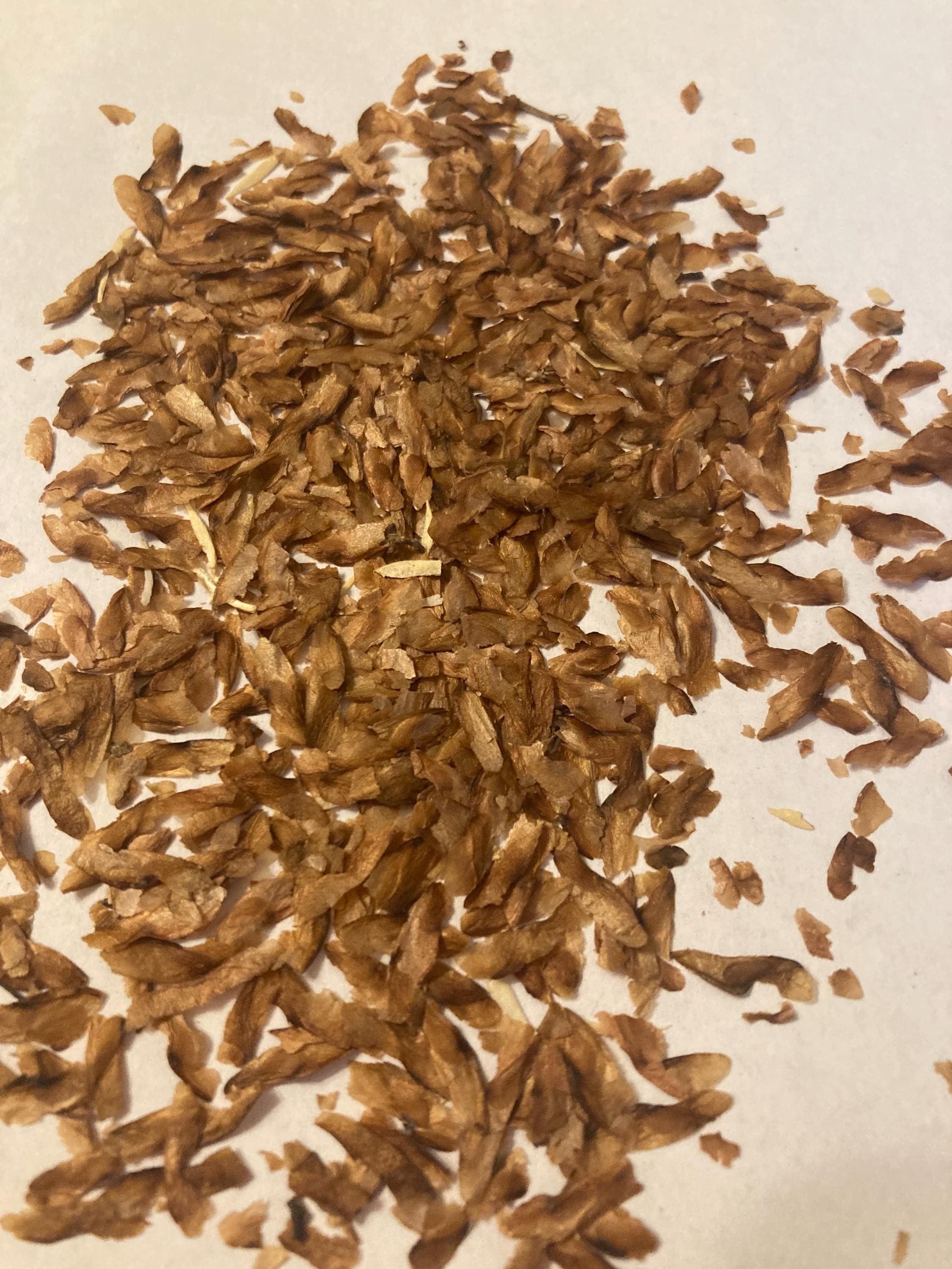 Australian Red Cedar Tree Seeds (TOONA CILIATA) (Red Cedar, Toon ...