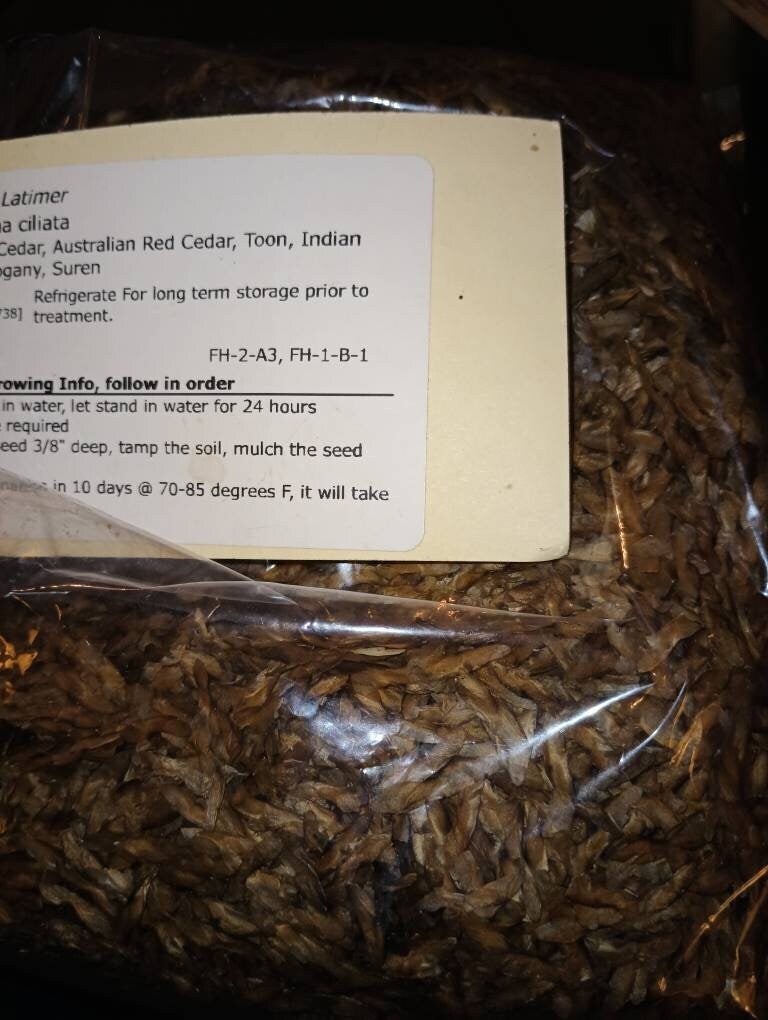 Indian Mahogany Tree Seeds TOONA CILIATA) (Toon Tree) | TreeSeedMan.Com ...