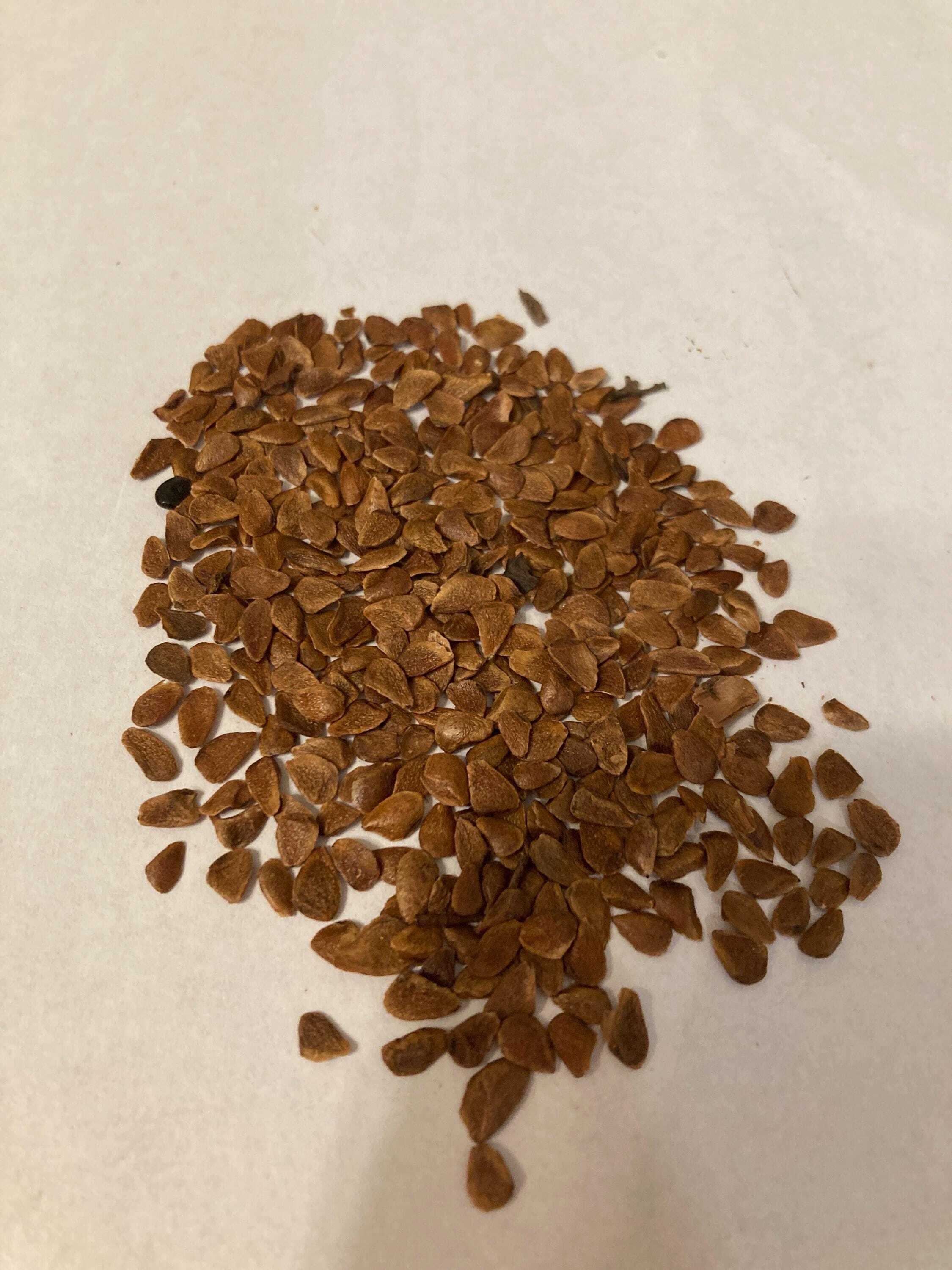 Red Toon Tree seeds (TOONA SINENSIS) ( Chinese Toon, Red Toon, Chinese ...