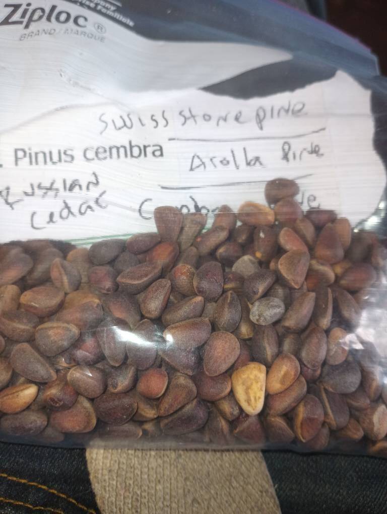 Stone Pine Tree Seeds (Pinus Cembra) | TreeSeedMan.Com TREE, SHRUB ...