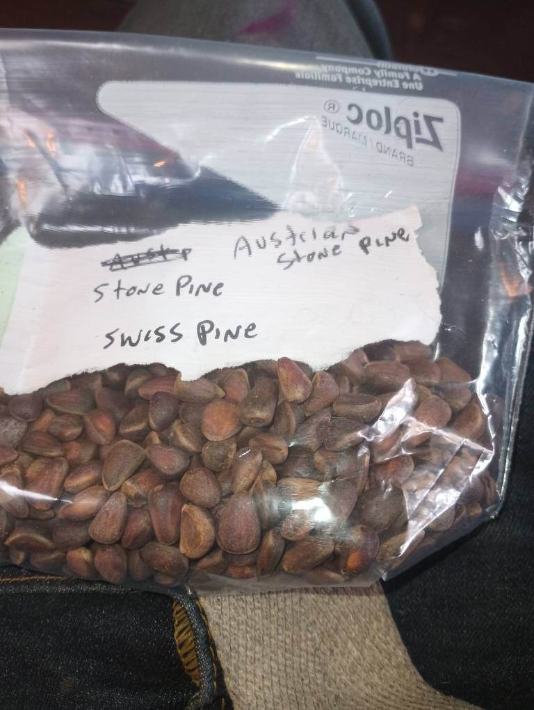 Austrian Stone Pine Tree Seeds (Pinus Cembra) | TreeSeedMan.Com TREE ...