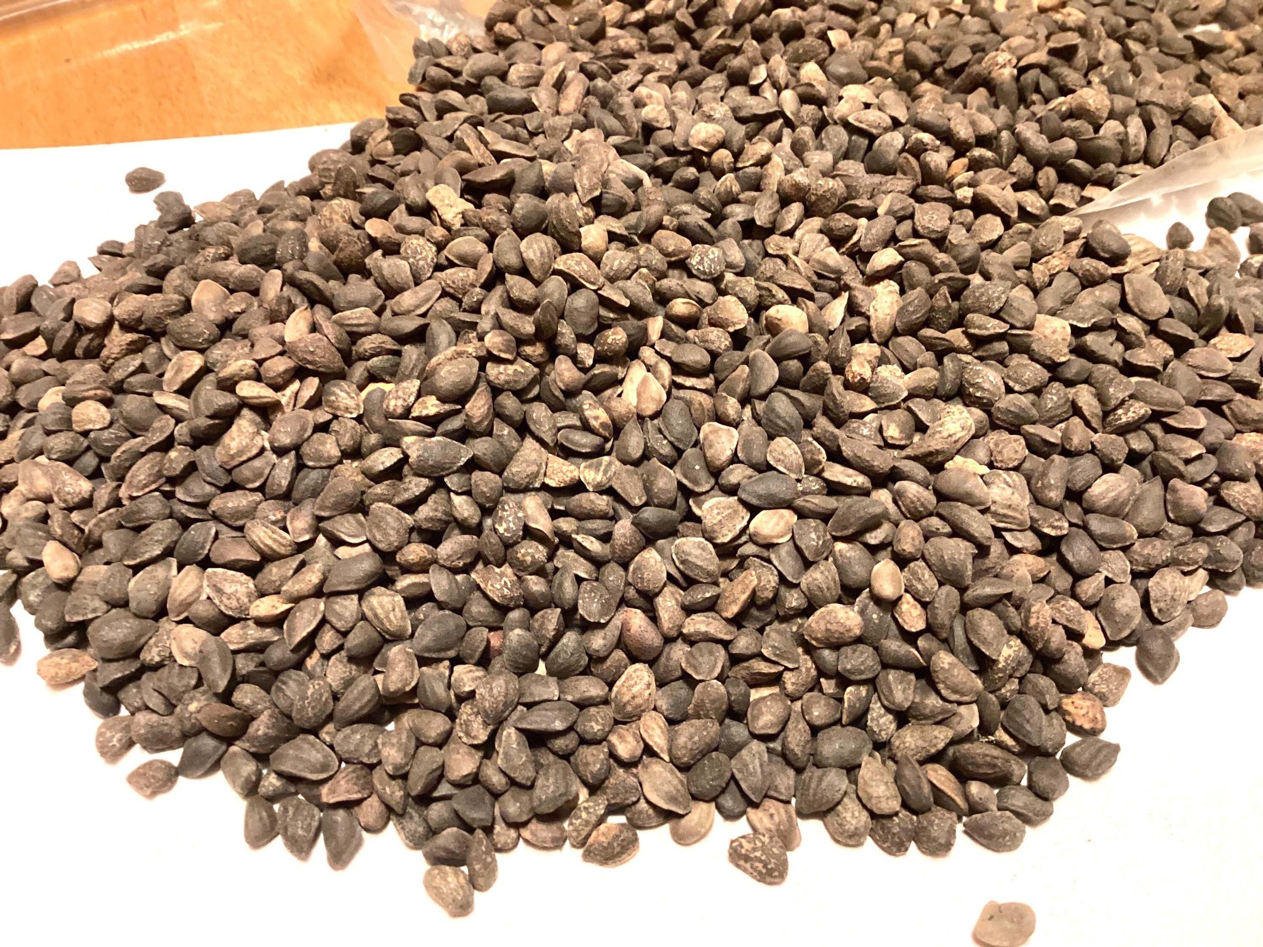 Loblolly Pine Tree Seeds (PINUS TAEDA) (crop harvested 2022 ...