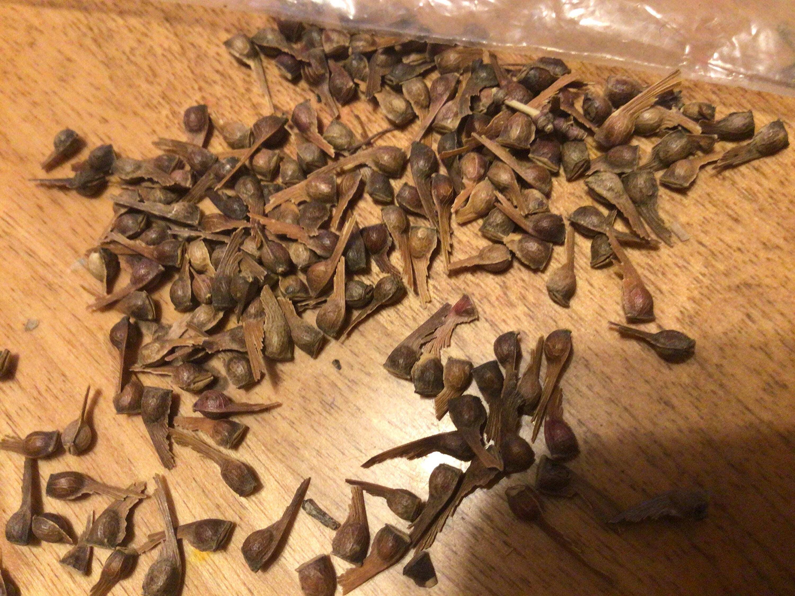 Upright Dissected Green Leaf Japanese Maple Tree Seeds (ACER PALMATUM ...