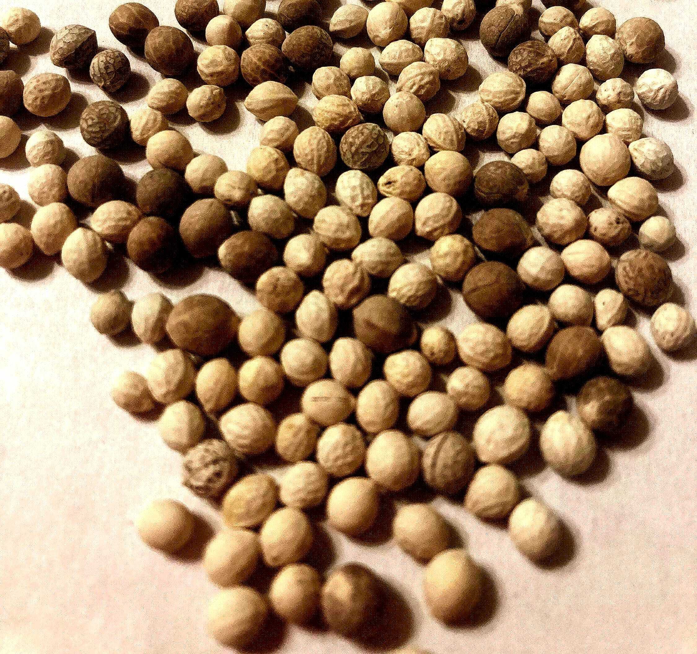 Southern Hackberry Tree Seeds (CELTIS LAEVIGATA) (Sugarberry ...