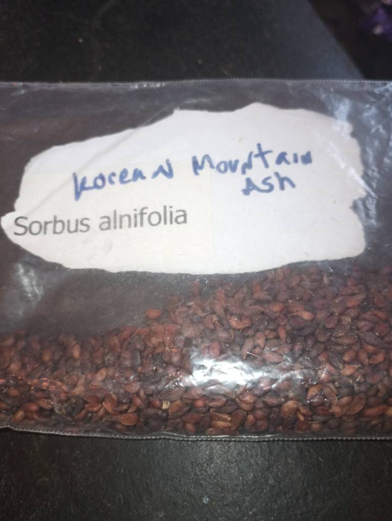 Korean Mountain Ash Tree Seeds (Sorbus Alnifolia) (new supply from 2022 ...
