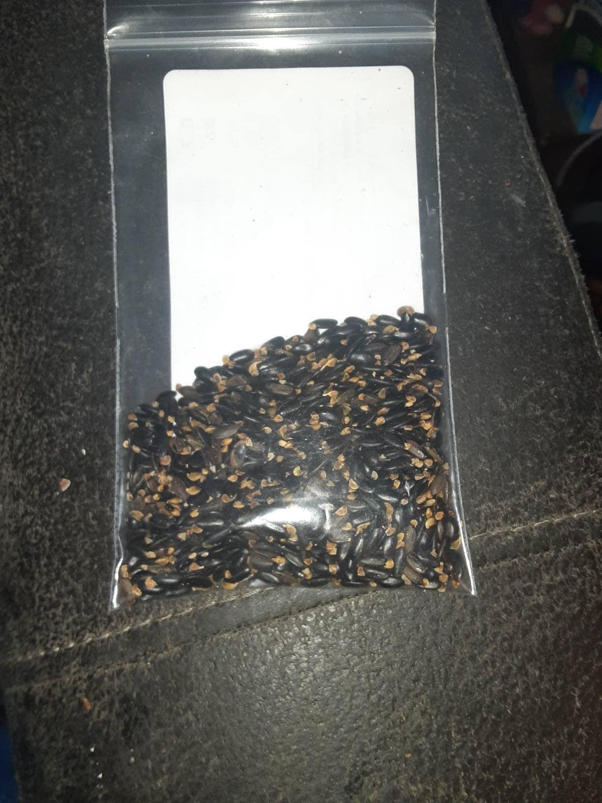 Blue-Leaved Cootamundra Wattle Tree Seeds (Acacia Baileyana var ...