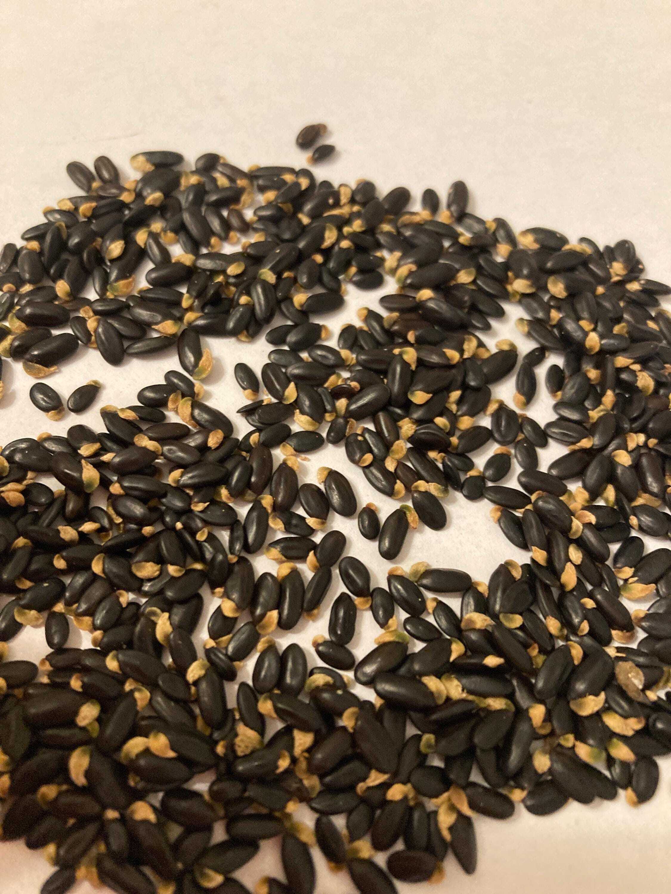 Blue-Leaved Cootamundra Wattle Tree Seeds (ACACIA BAILEYANA var ...