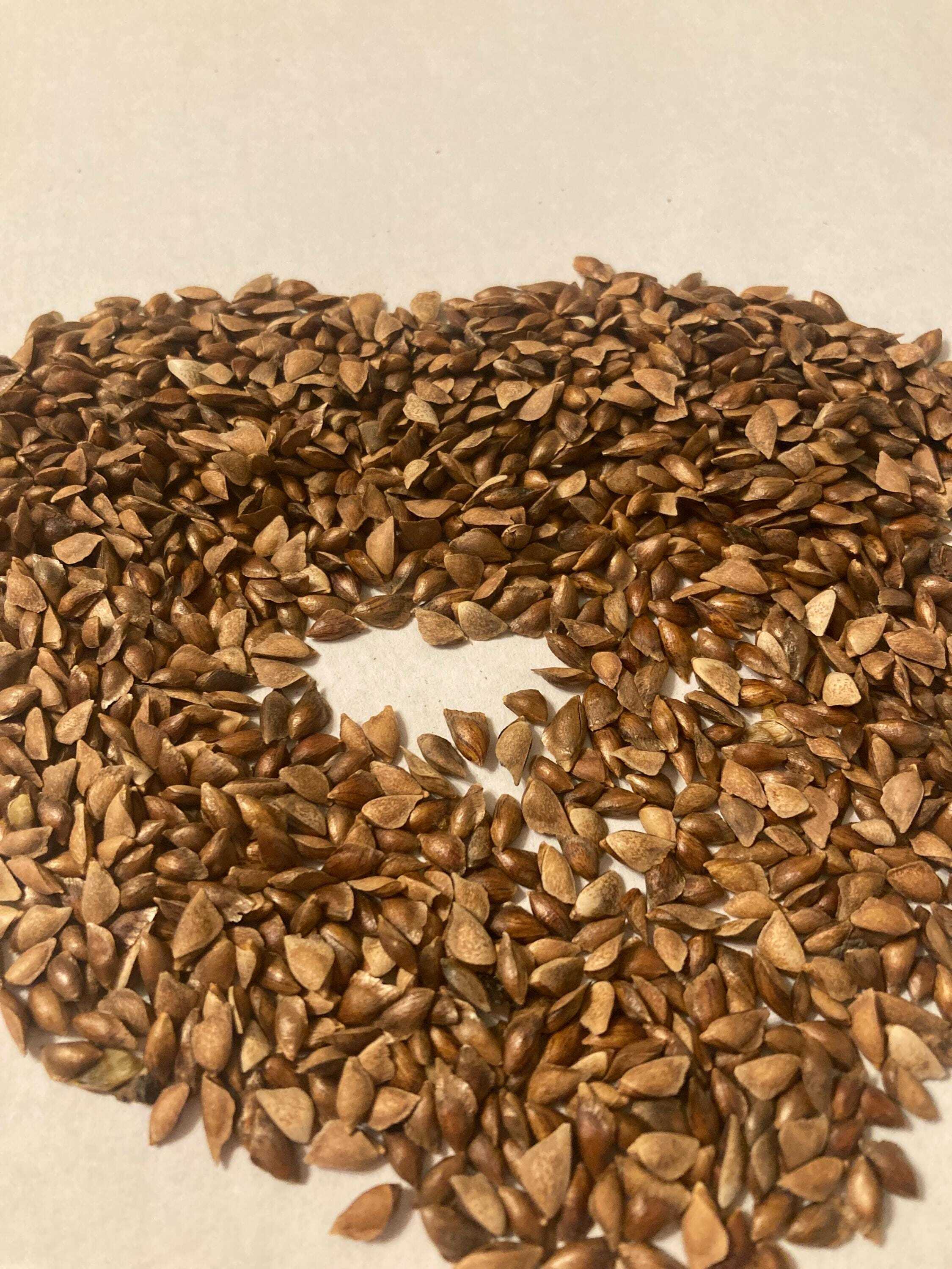 Blue Douglas Fir Tree Seeds (PSEUDOTSUGA TAXIFOLIA Glauca ...