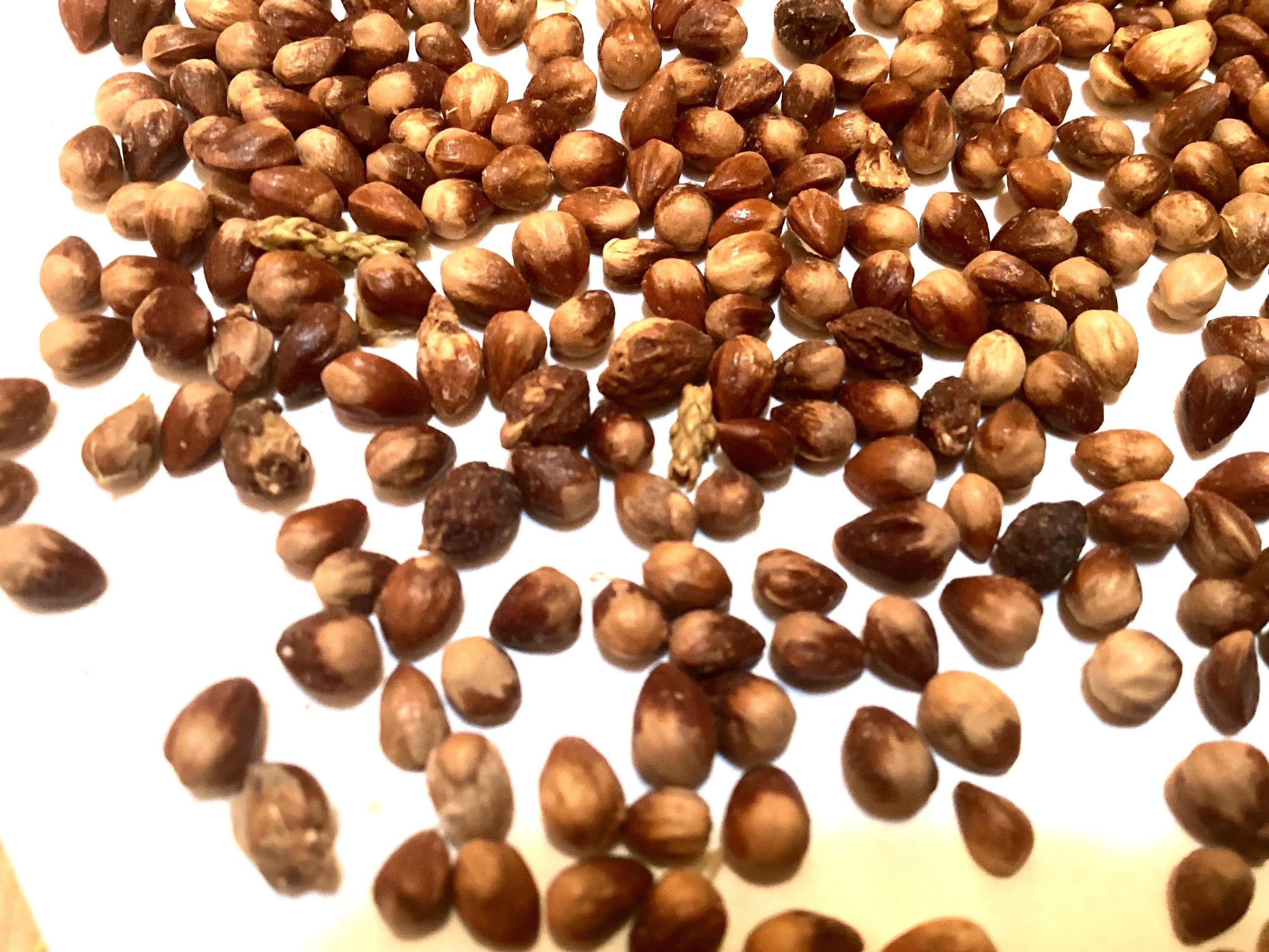 Cherrystone Juniper Tree Seeds (JUNIPERUS MONOSPERMA) (Oneseed Juniper ...