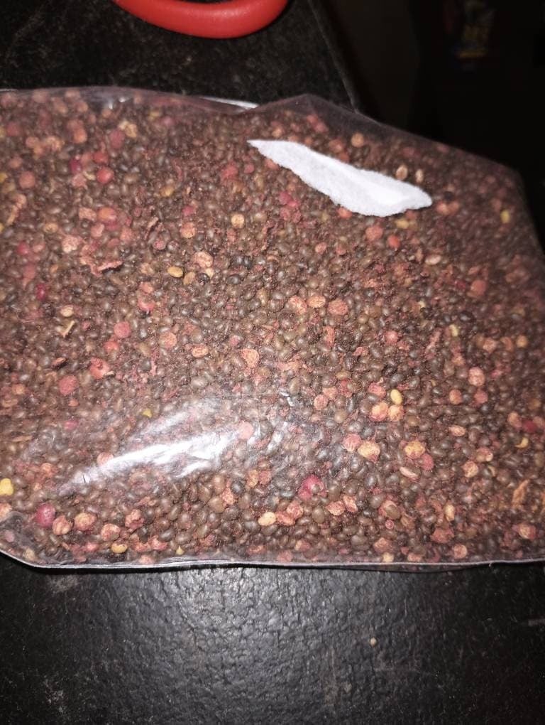 Smooth Sumac Tree Seeds (Rhus Glabra) | TreeSeedMan.Com TREE, SHRUB ...